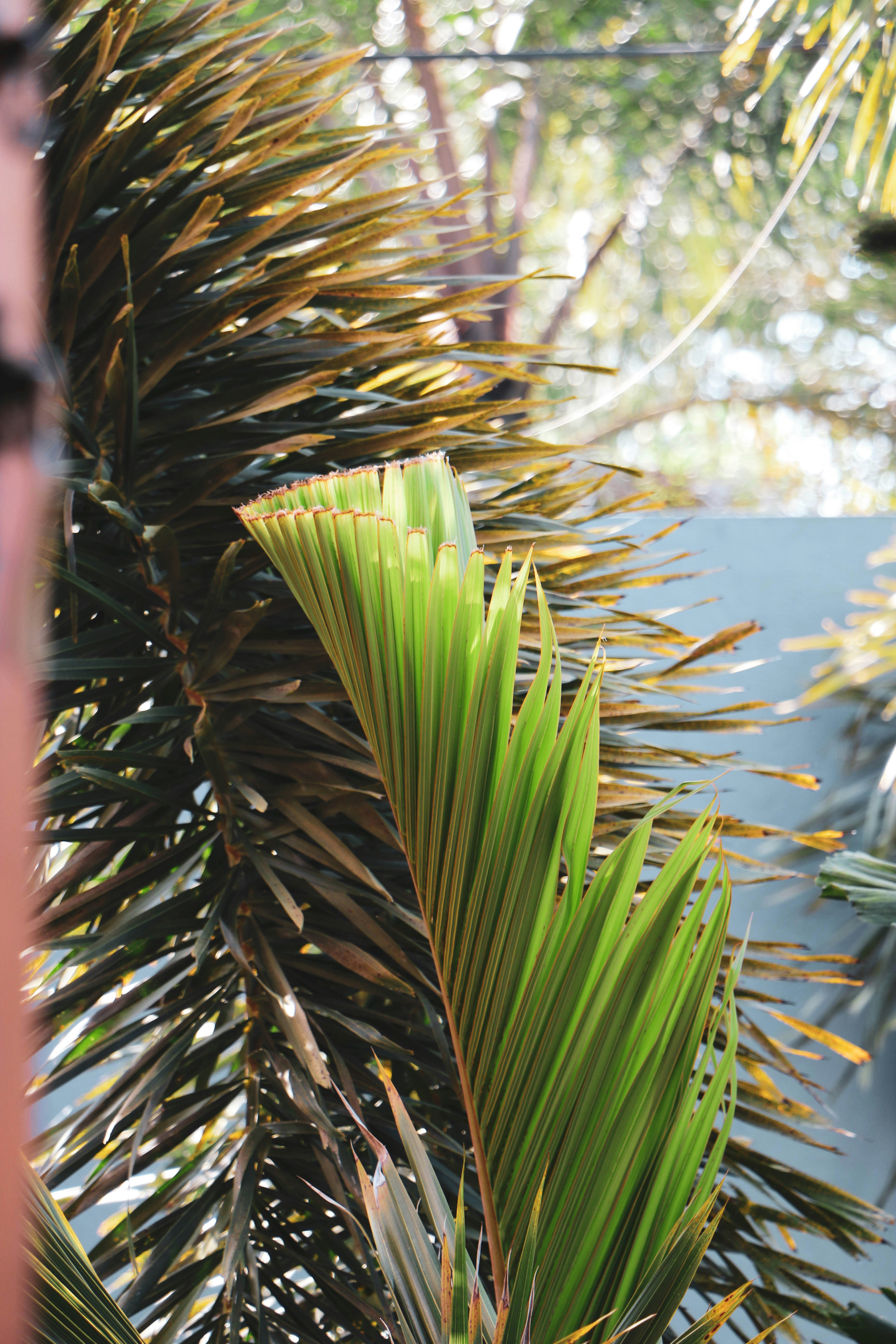 Sunlit Palm Crown: close-up of tropical fronds against a blurred backdrop