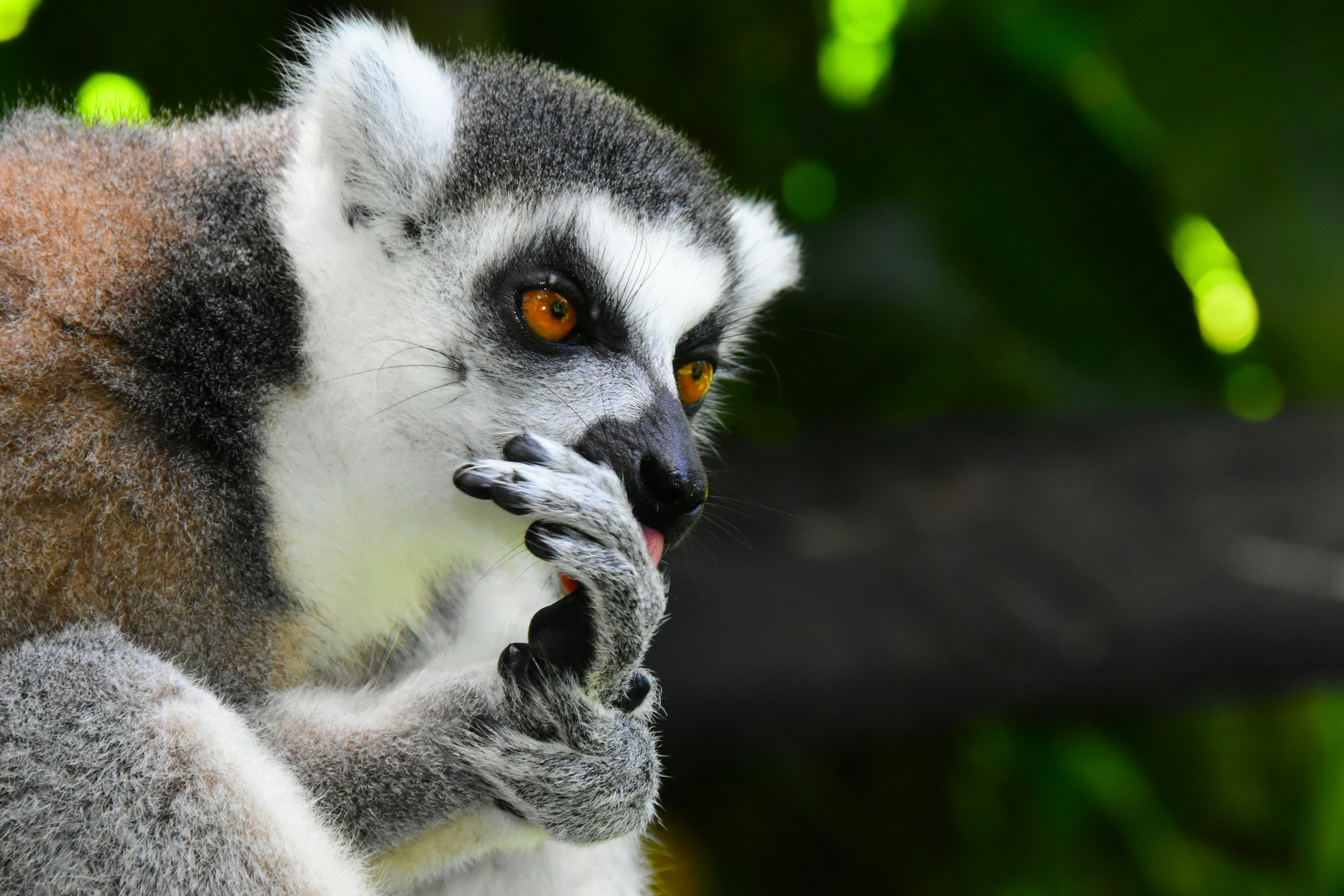 Ring-tailed lemur with hand on face, set against lush green foliage.