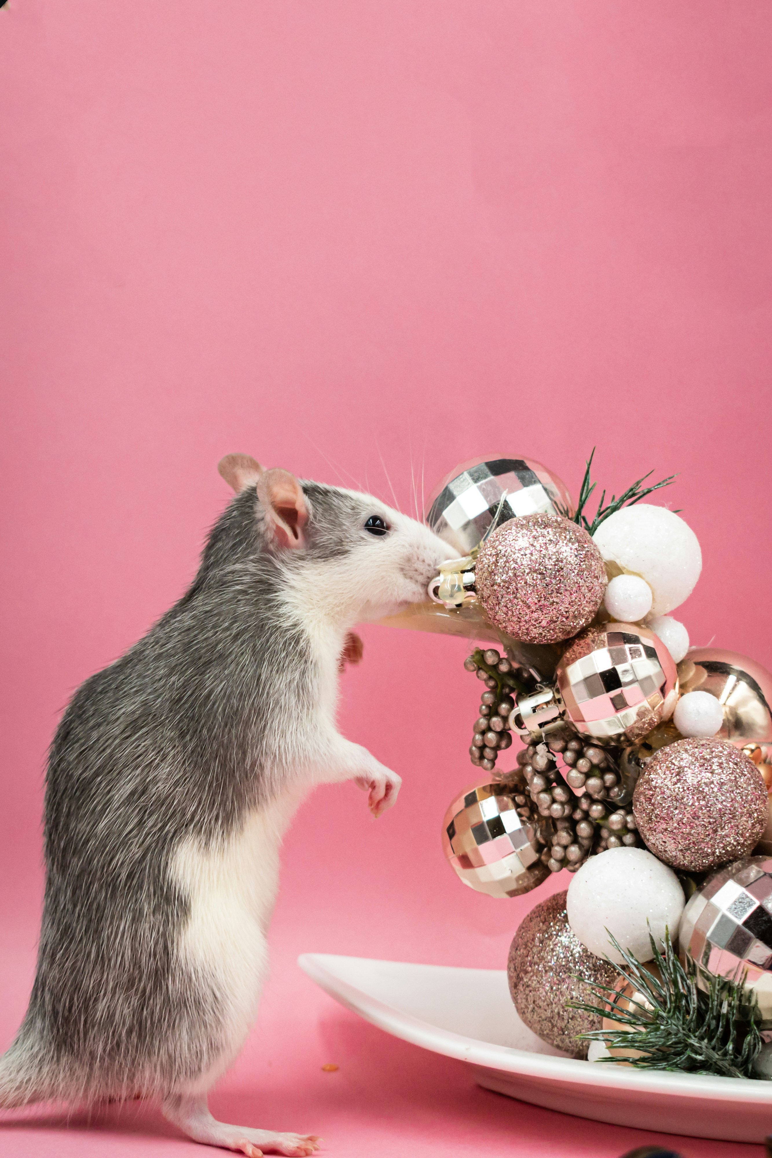 A rat standing on a plate next to a christmas tree photo – Free Rodent ...