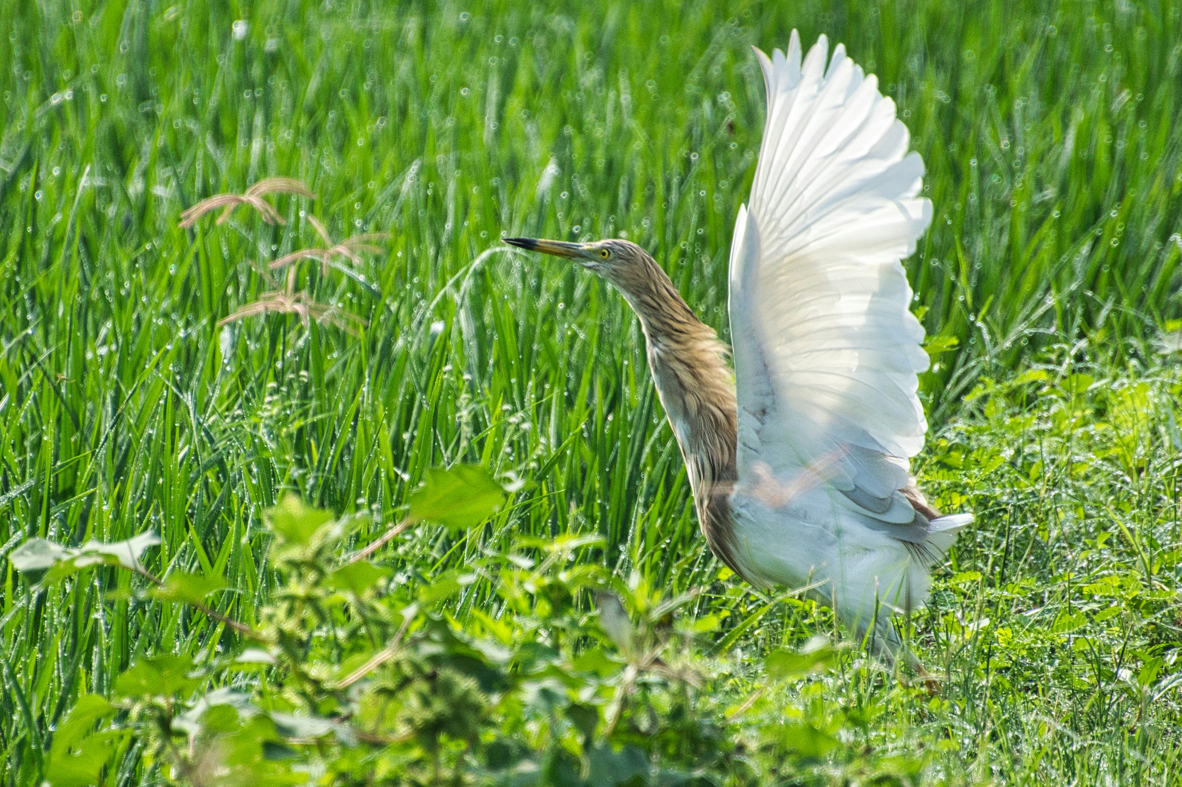 Winged Escape: White Heron Rising Through Verdant Grass