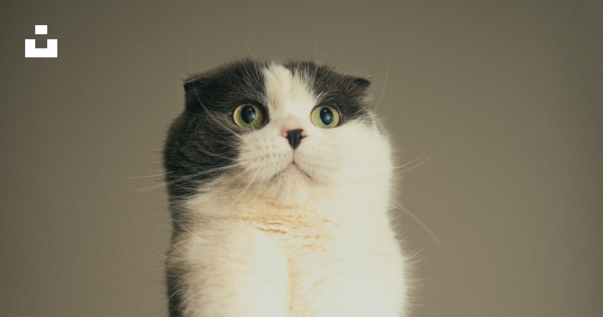 後ろ足で立っている黒と白の猫の写真 Unsplashの無料猫写真