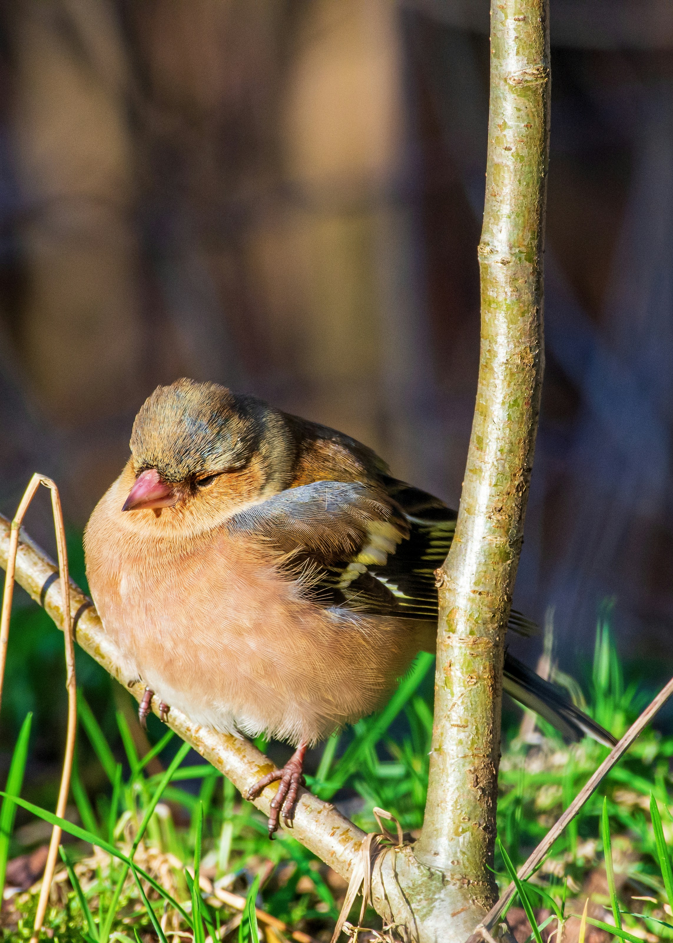 a small bird sitting on top of a tree branch