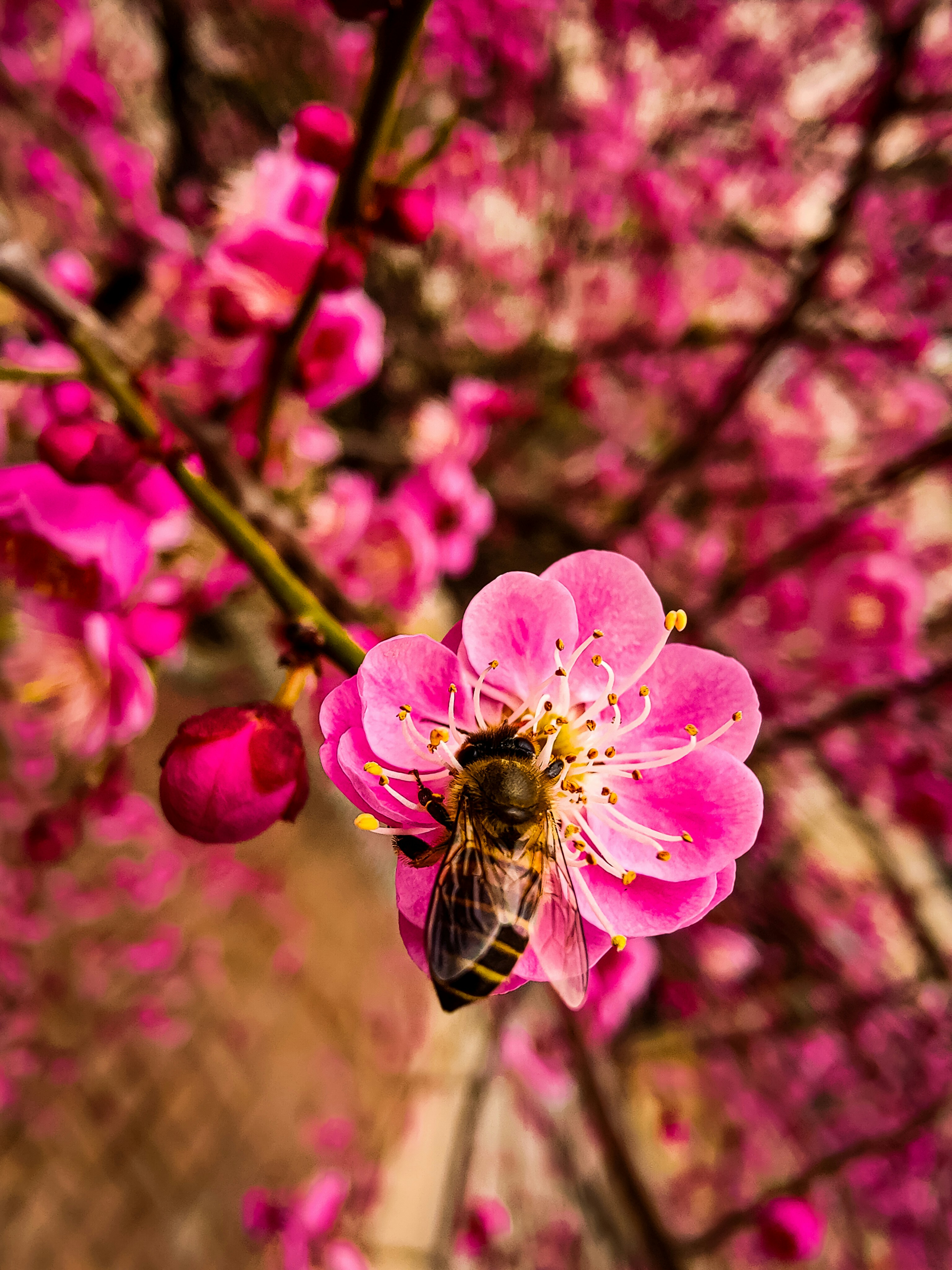 A bee delicately perched on a vibrant pink flower, surrounded by a cascade of blossoms. The scene captures the essence of spring's renewal.