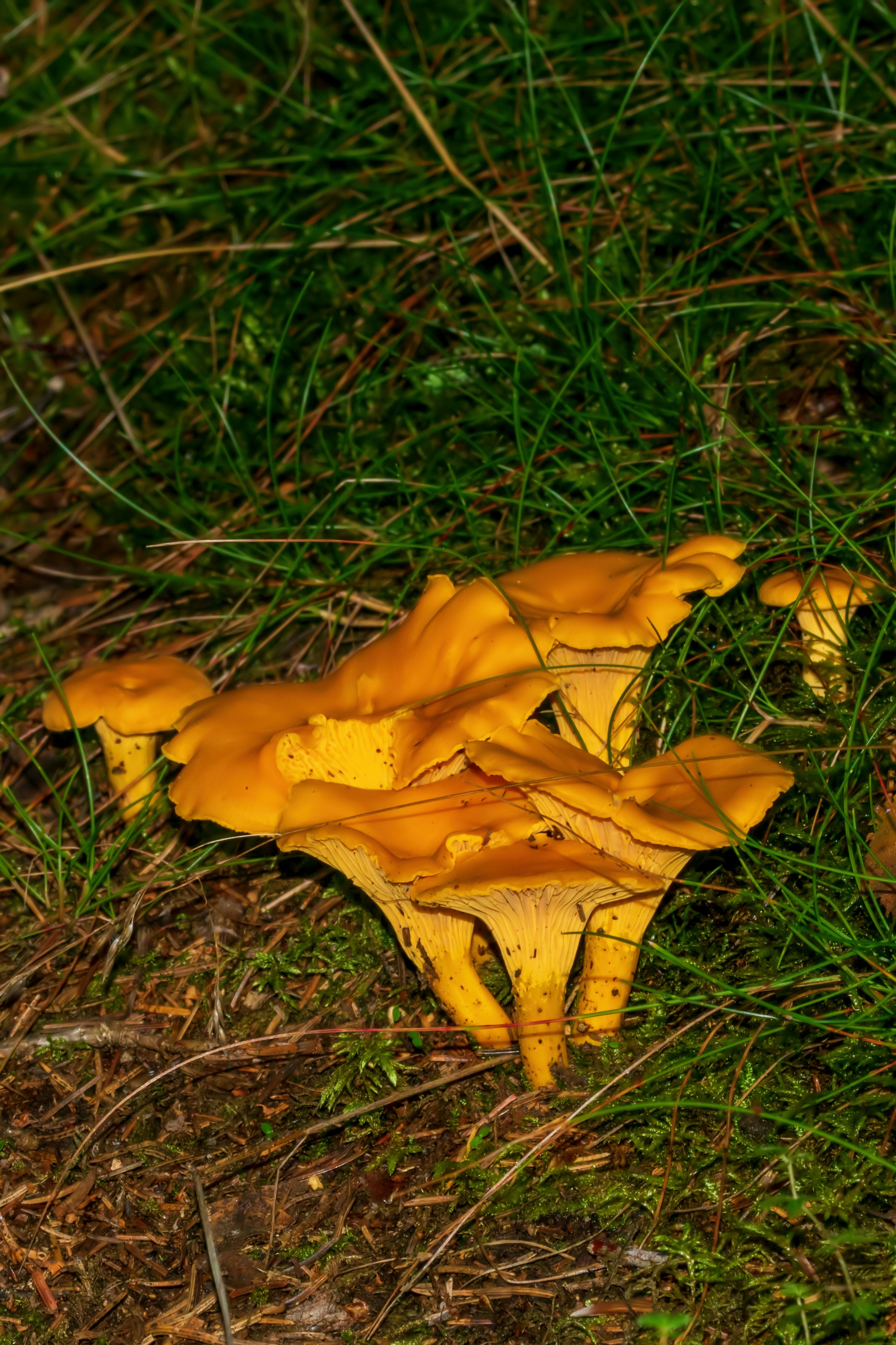 a group of yellow mushrooms sitting on top of a lush green field