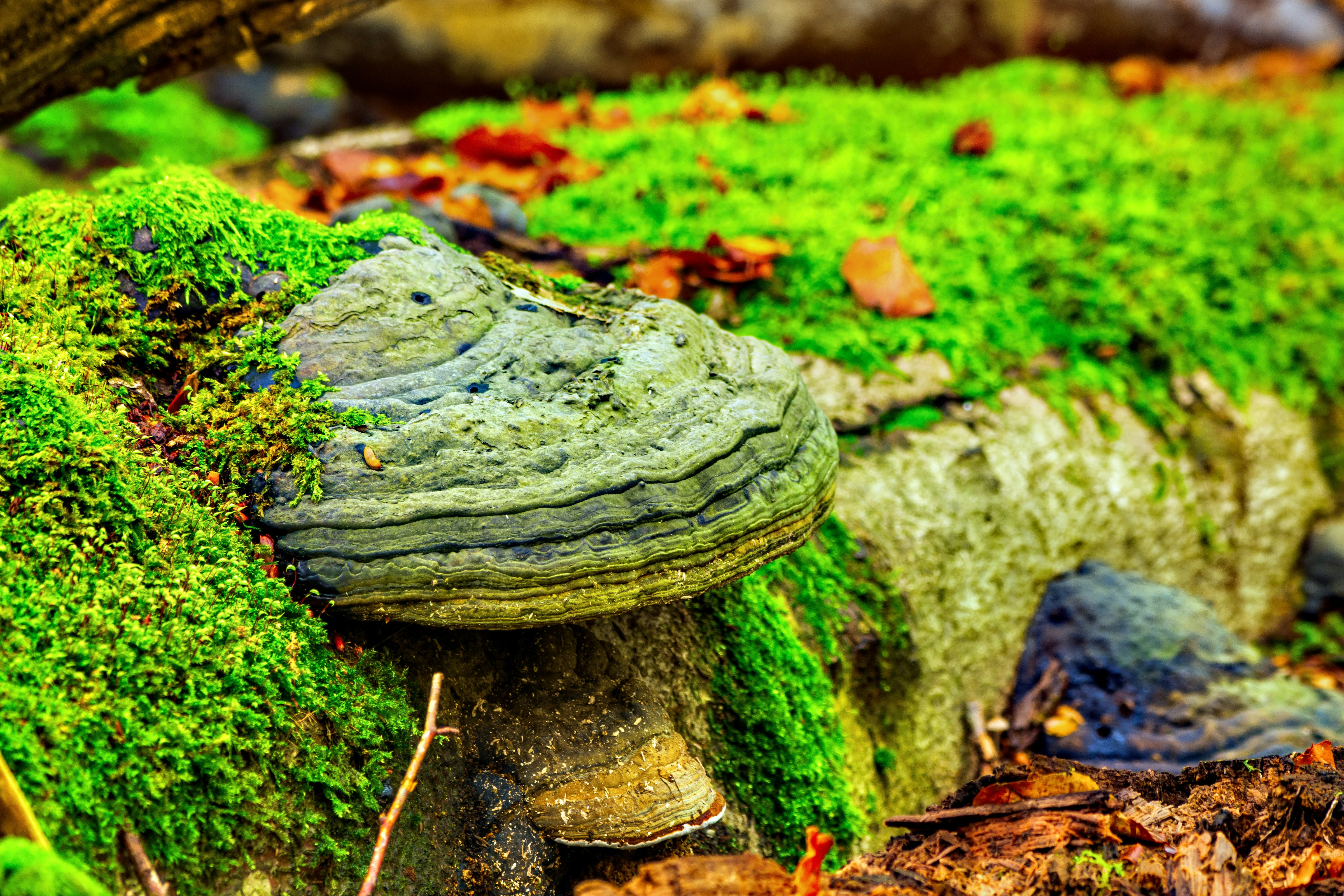 Concentric Strata: A Moss-Covered Rock Anchoring the Forest Floor
