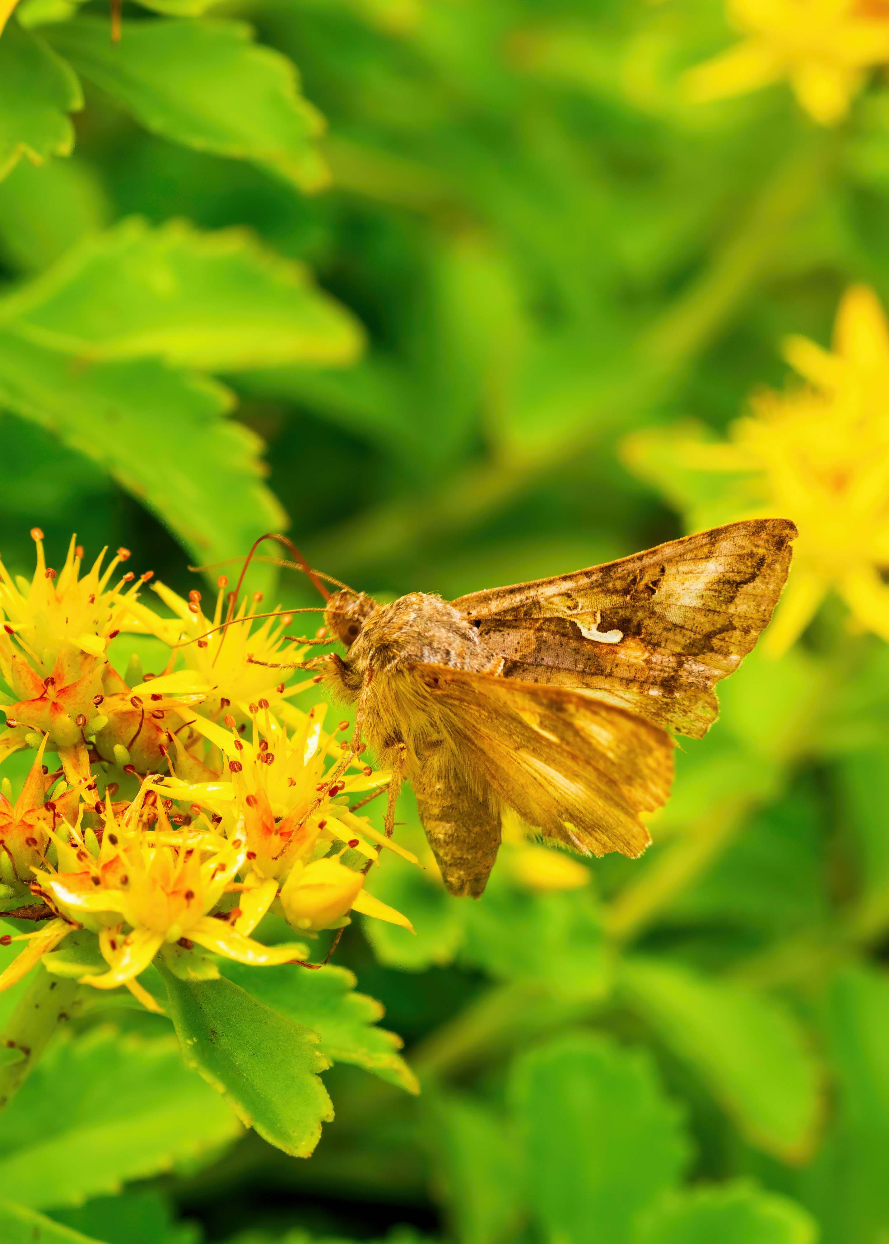 Golden Bloom, Brown Messenger: A Moth Resting on Bright Flowers