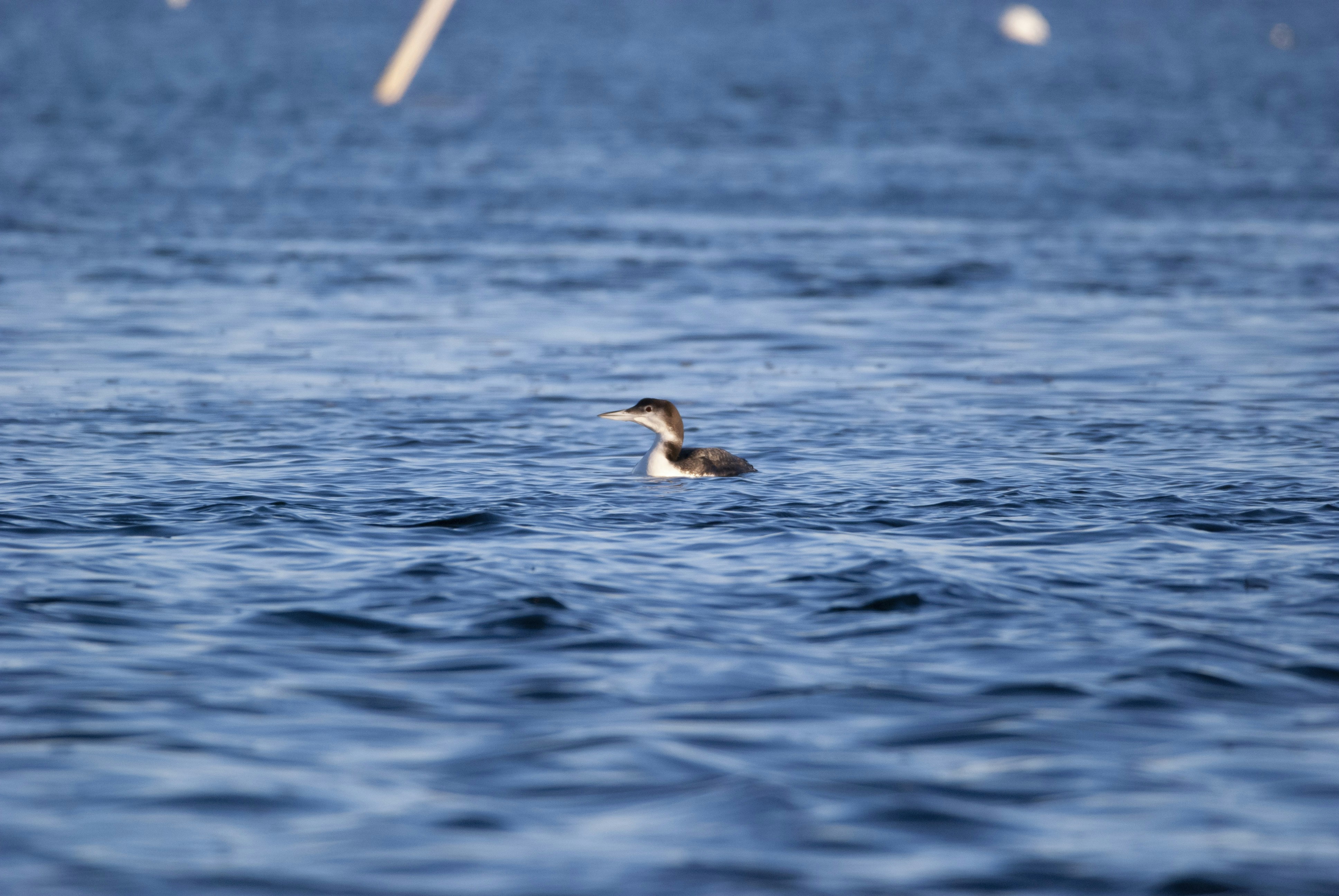 Common Loon on the water