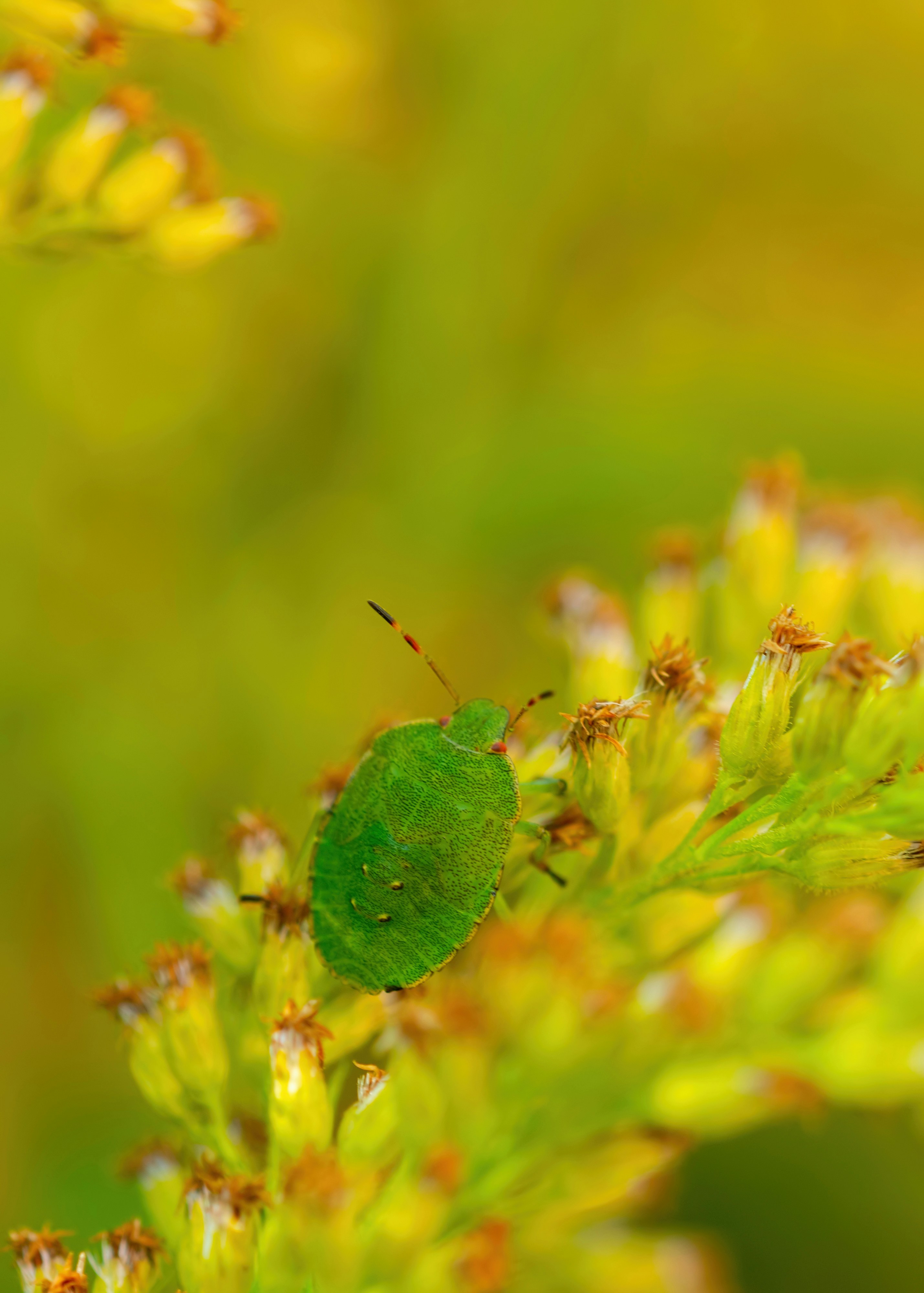 Emerald Shield Bug on a Sunlit Floral Spike