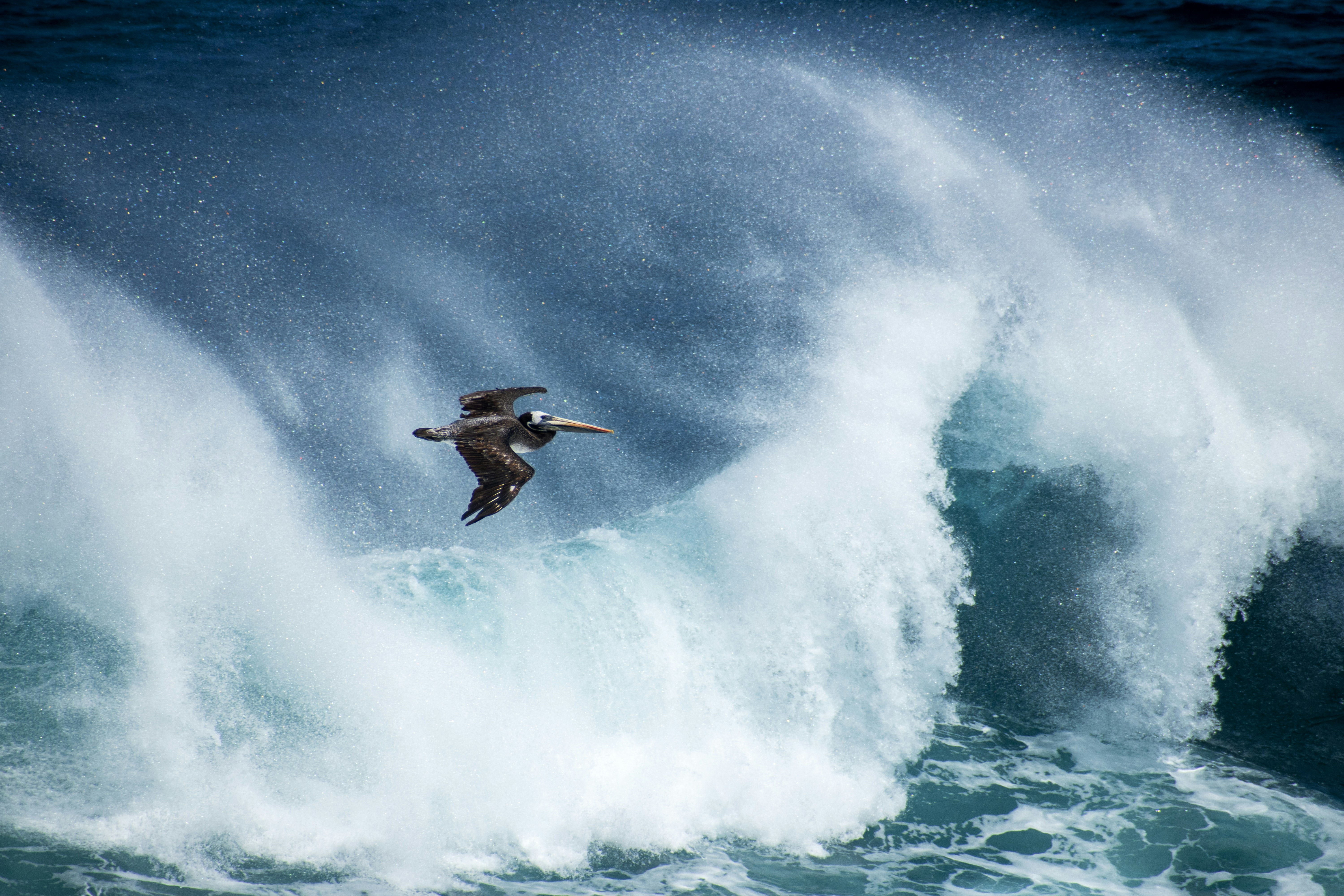 Un oiseau survolant une grosse vague dans l’océan photo – Photo ...