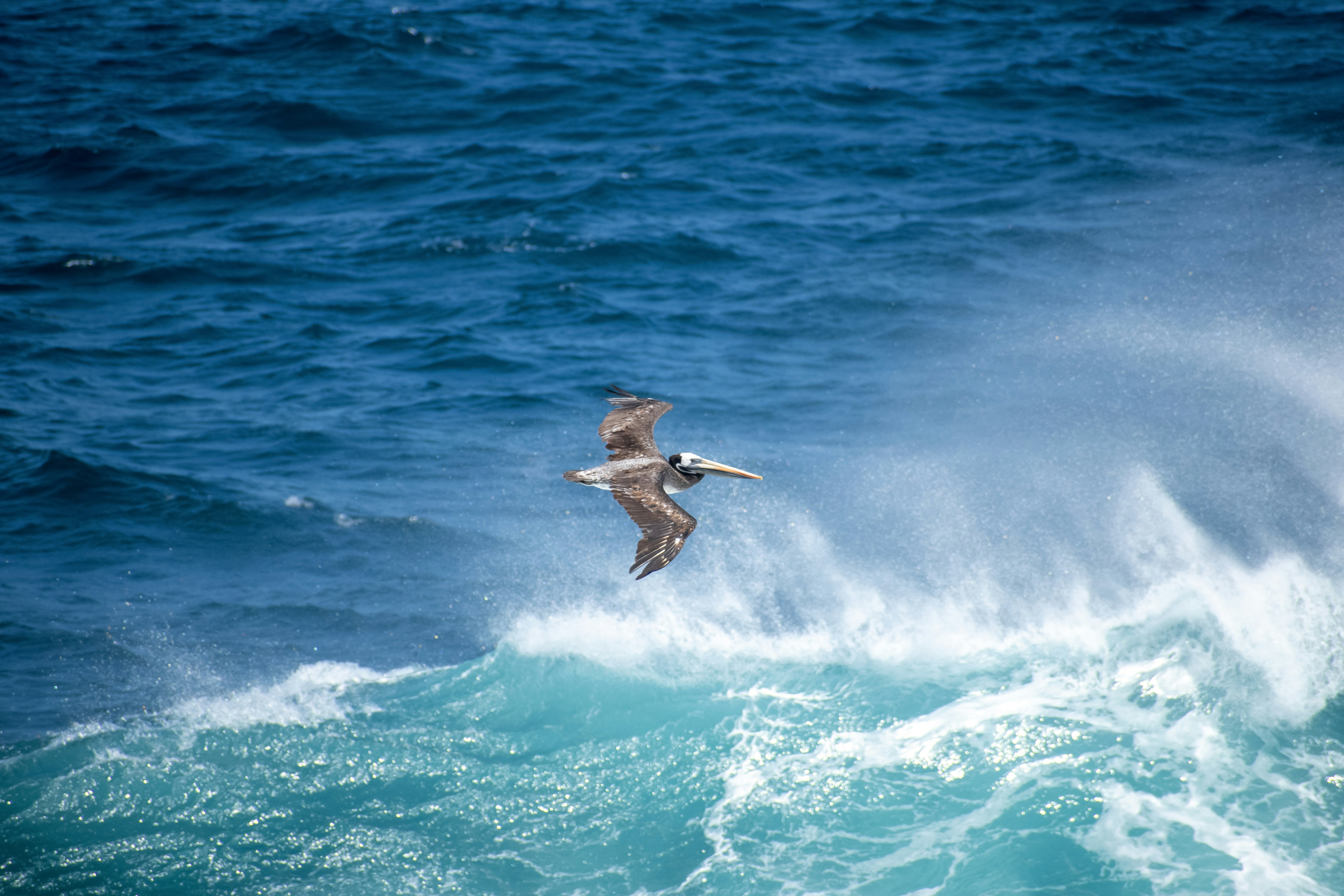 a bird flying over a wave in the ocean
