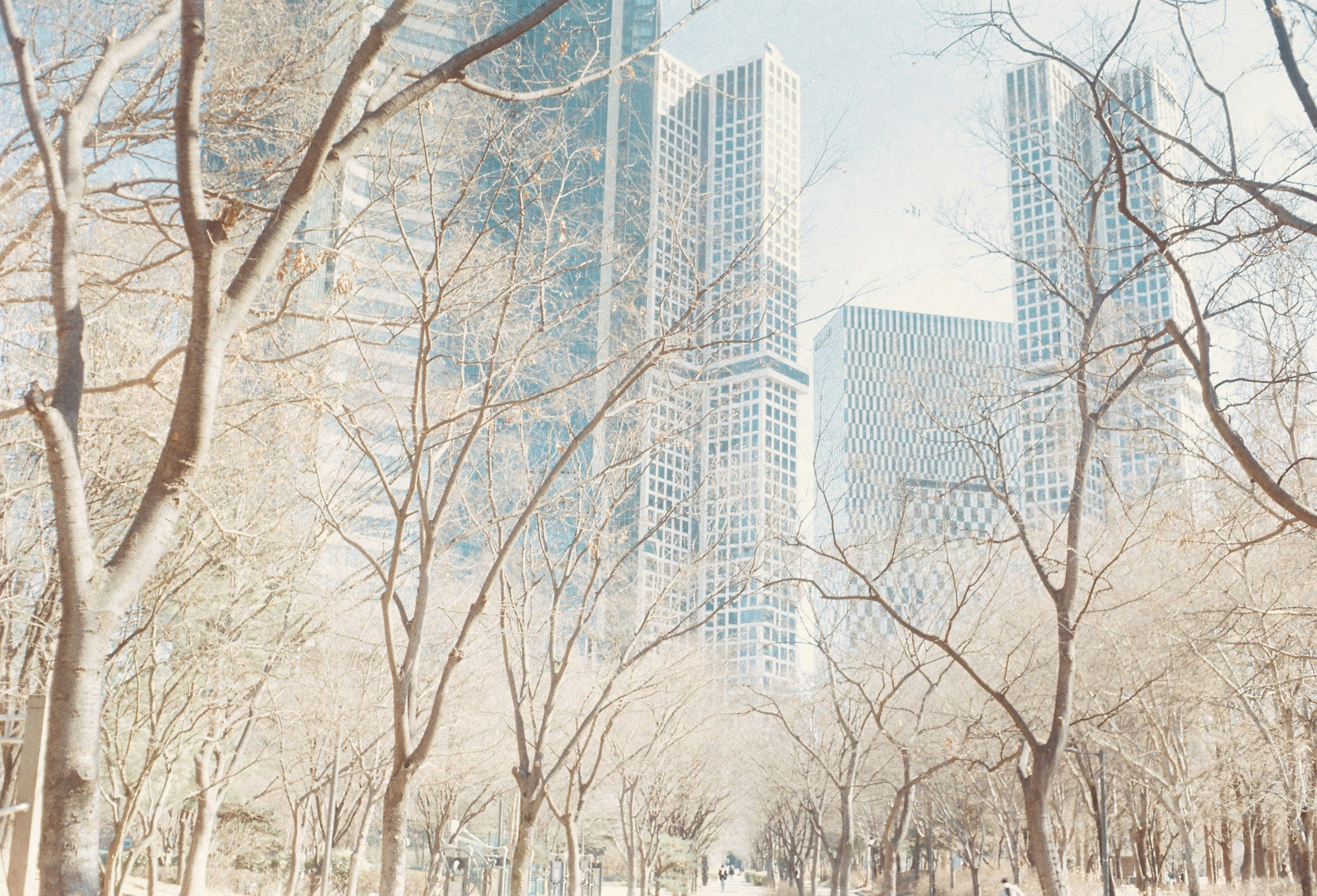 Pastel Winter Corridor: Trees Framing a City of Glass Towers