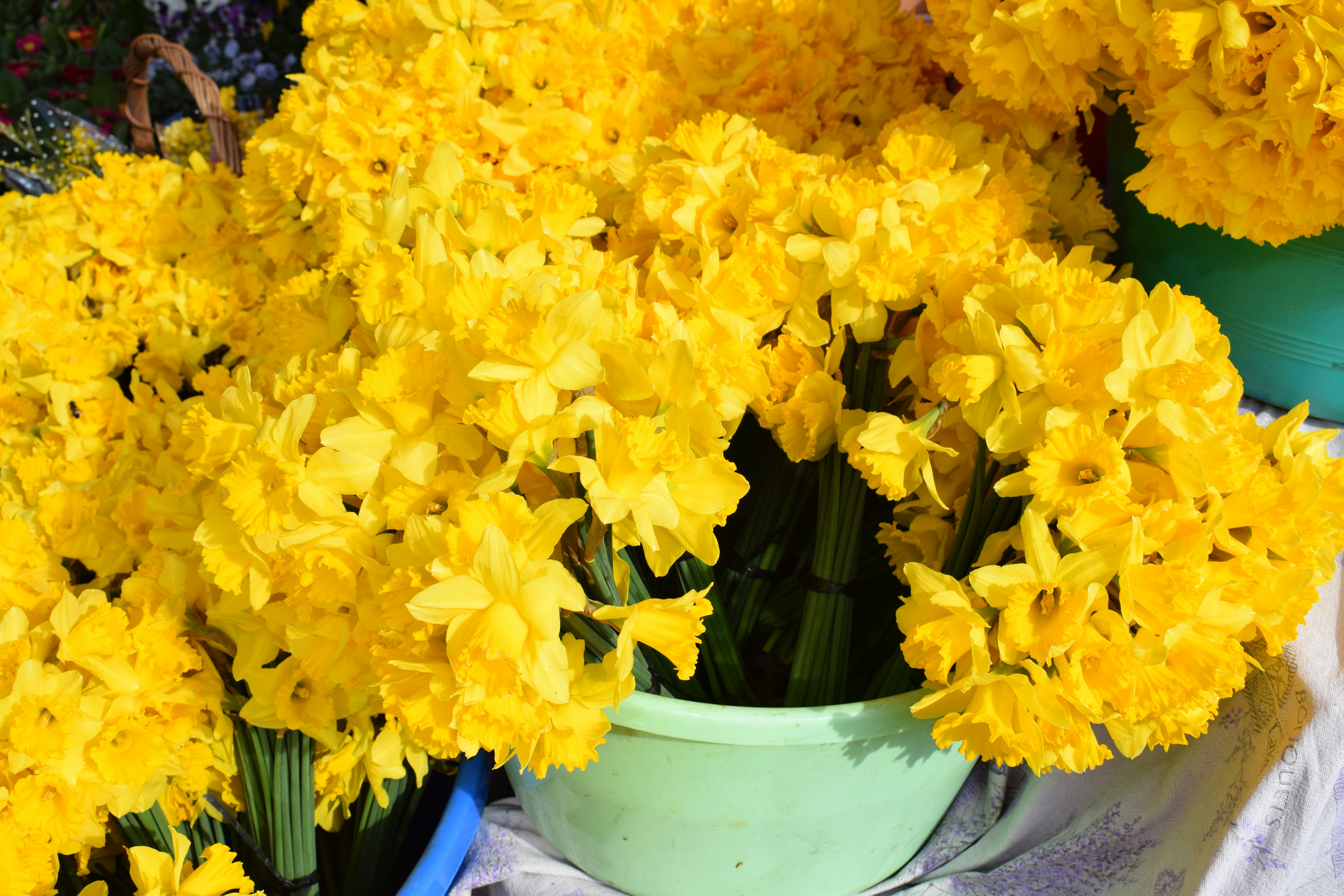 Golden Narcissus Burst in Mint Ceramic Basins