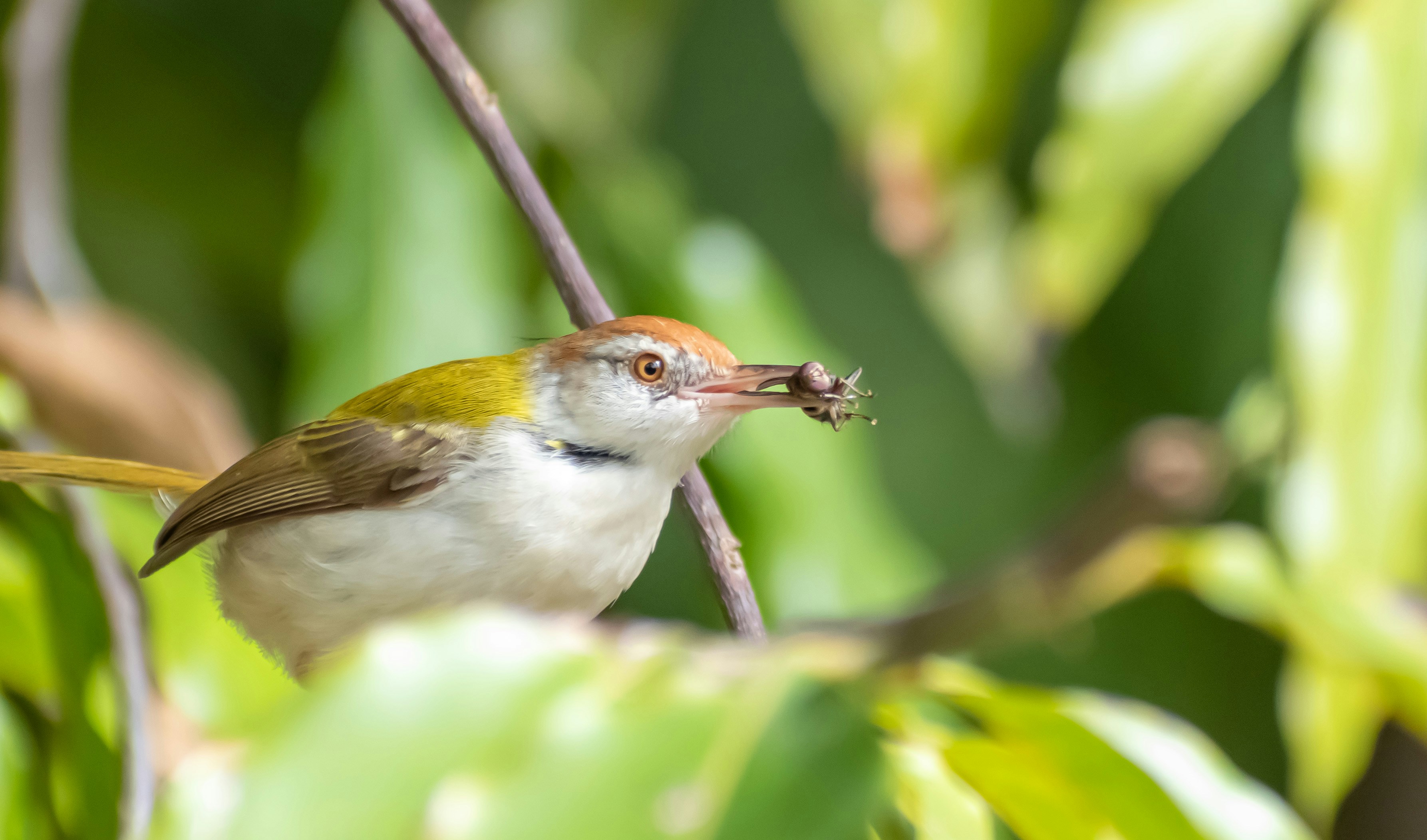 Leafy Perch: Bird's Morning Catch