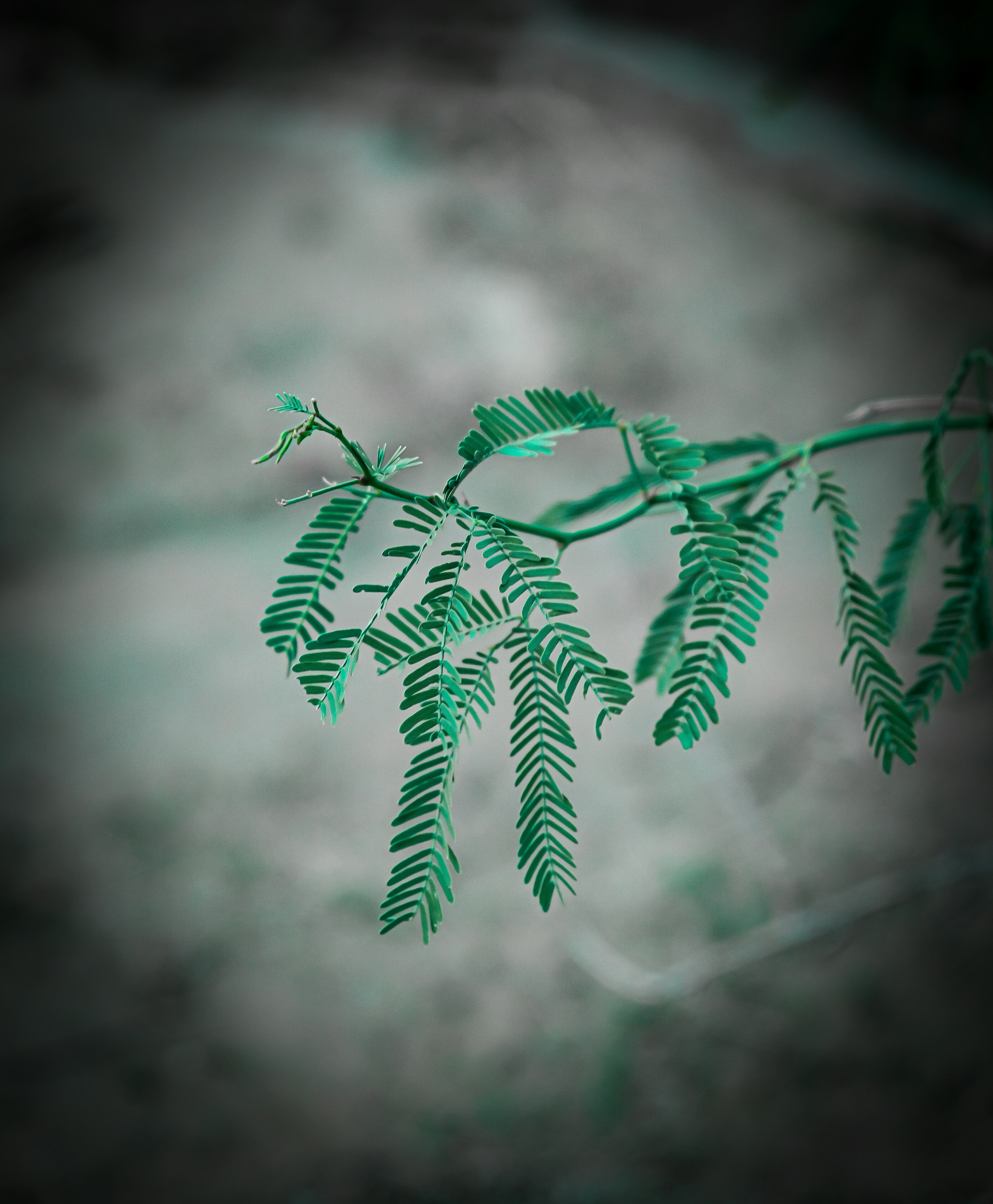 Frond of Focus: A Delicate Fern Reaches into Soft Light