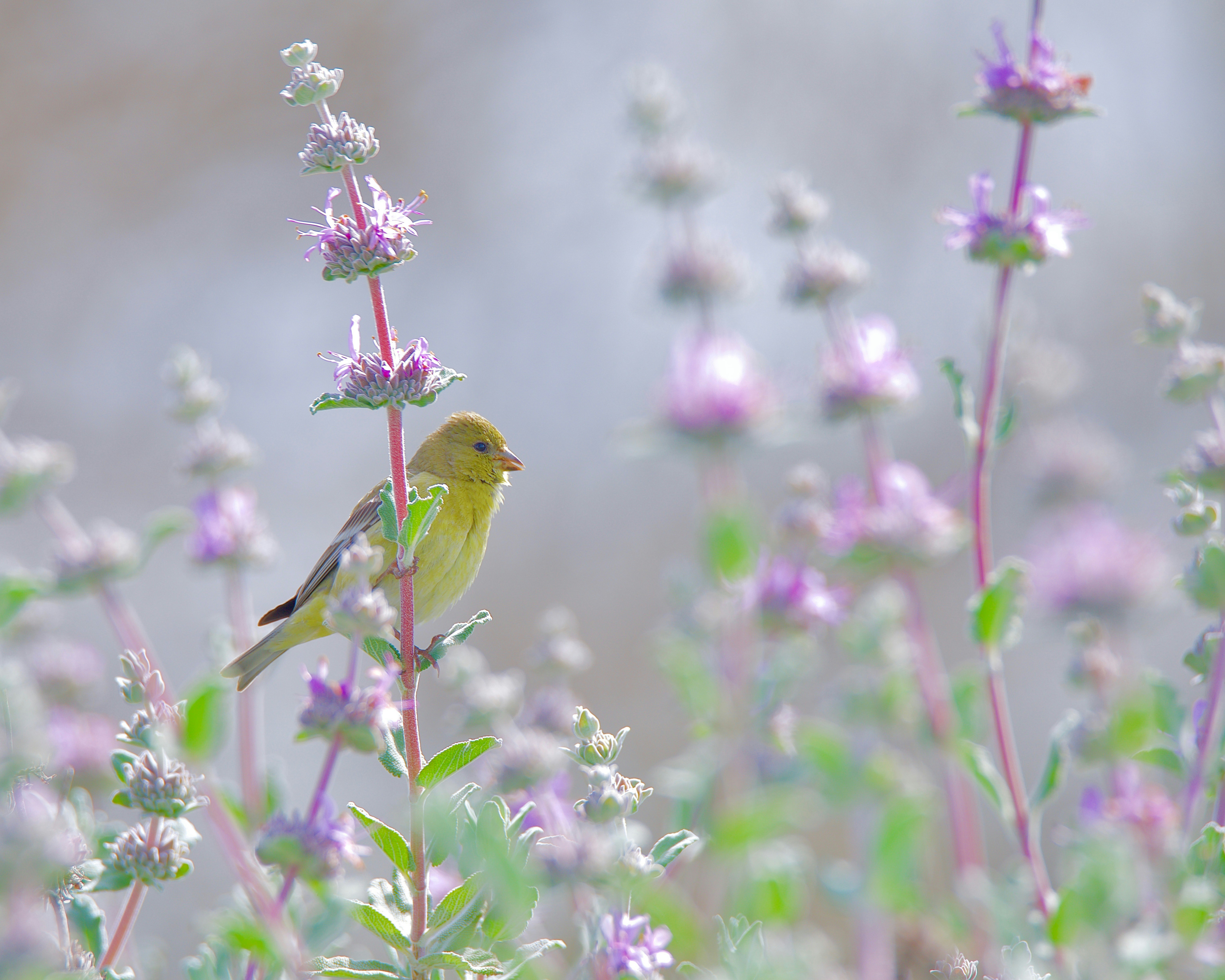 Golden Warbler Among Lavender Palms in Soft Backlight