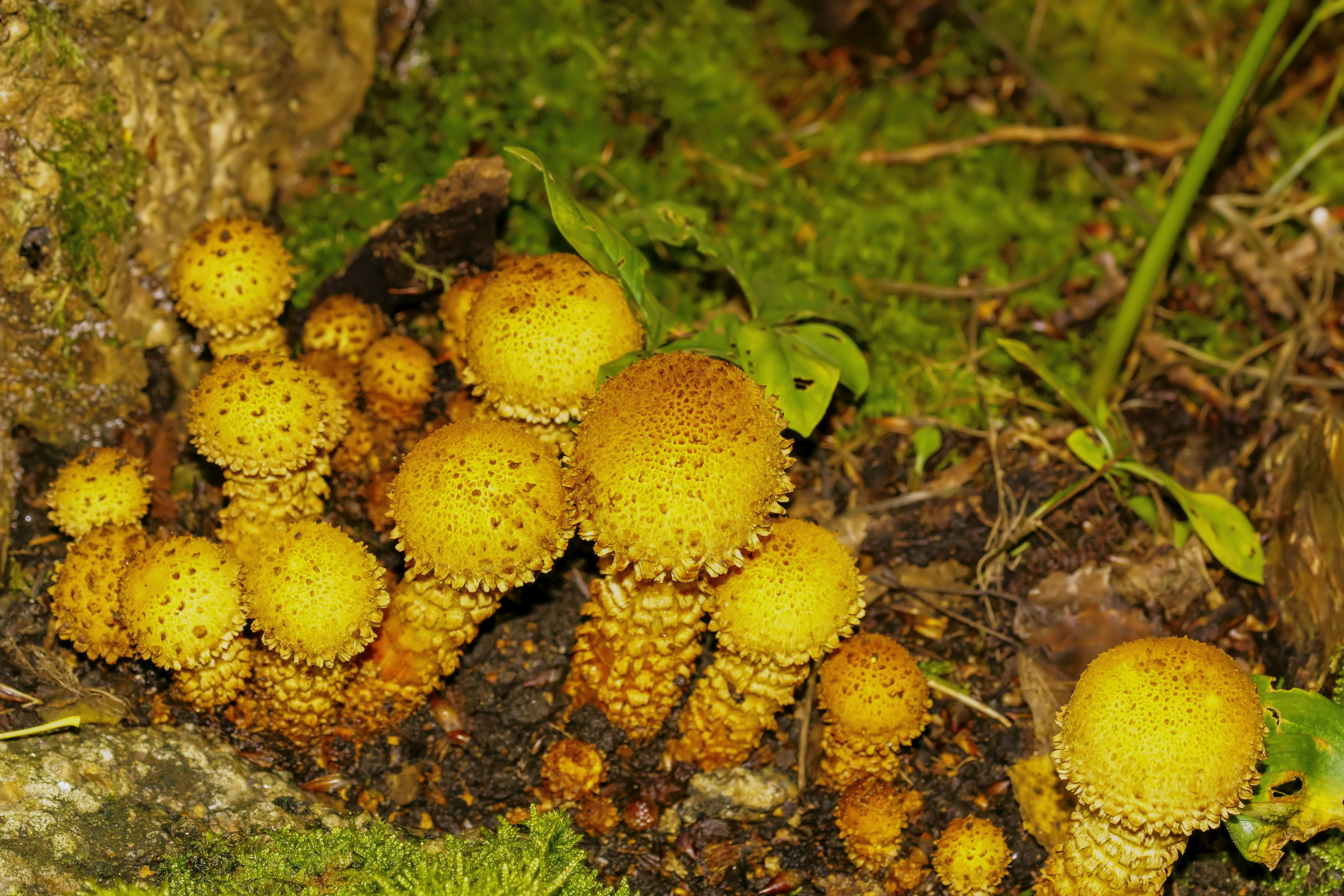 Amber Puffball Mosaic on a Mossy Forest Floor