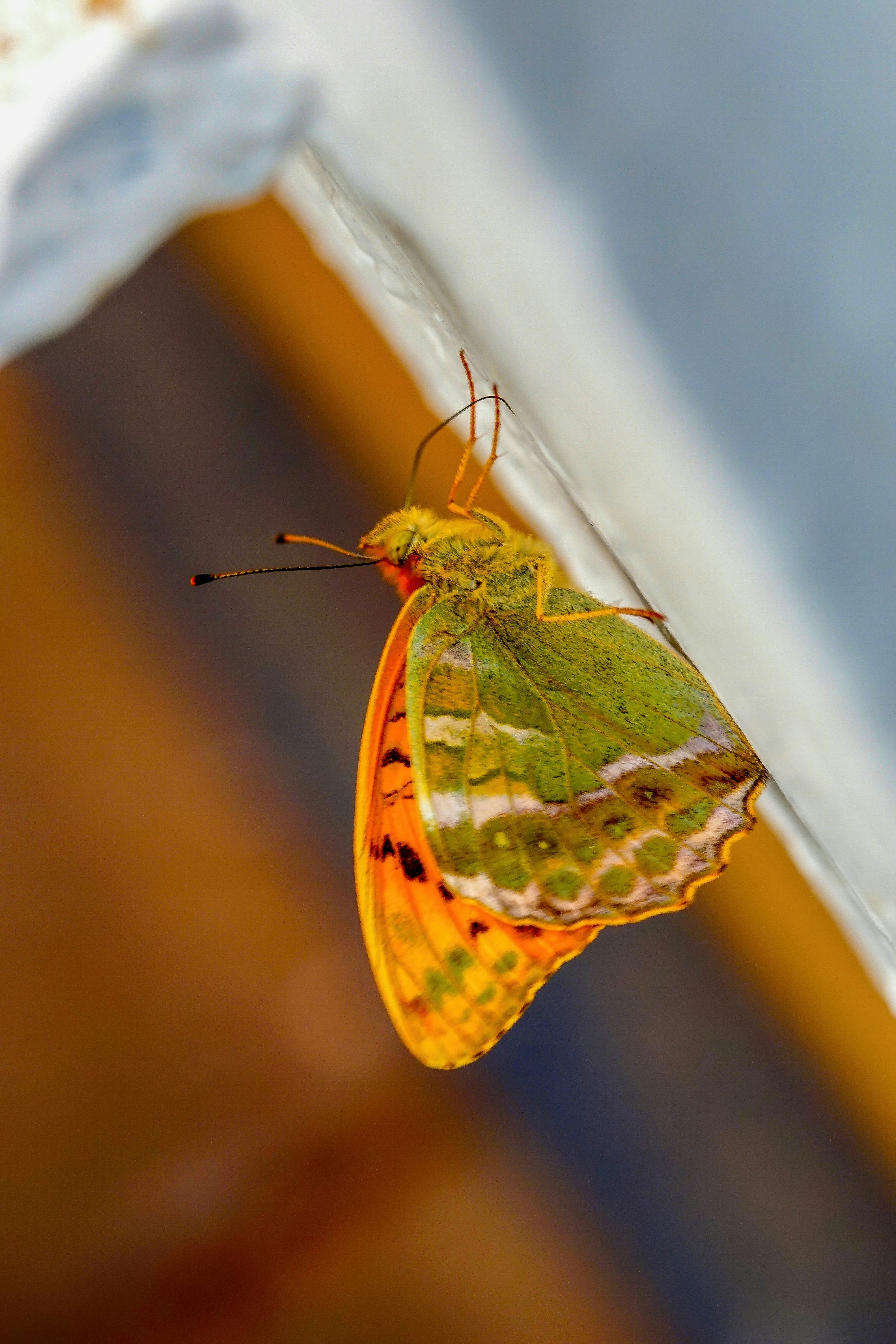 a green and yellow butterfly sitting on a white flower