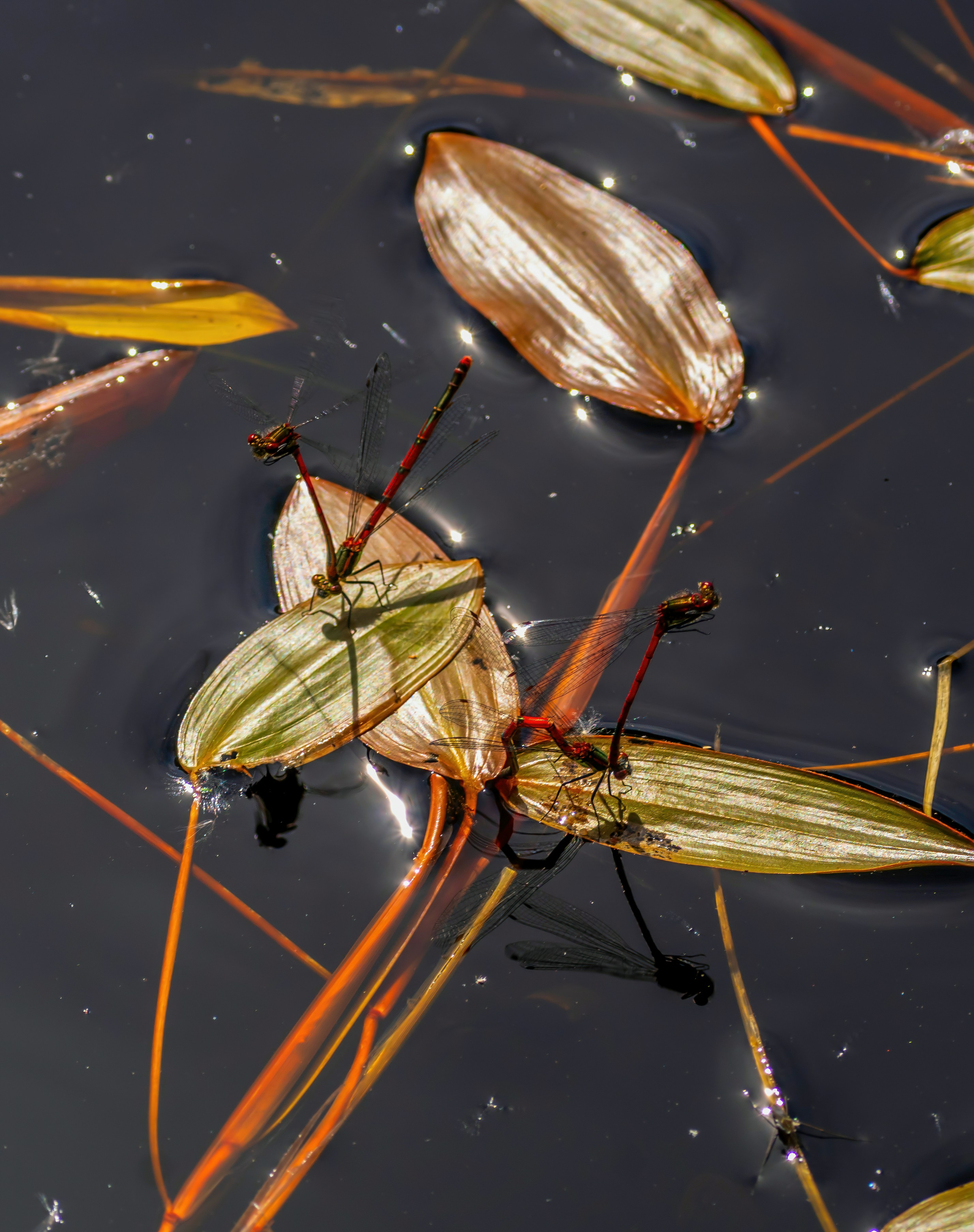 Dragonfly Among Floating Leaves on a Quiet Pond