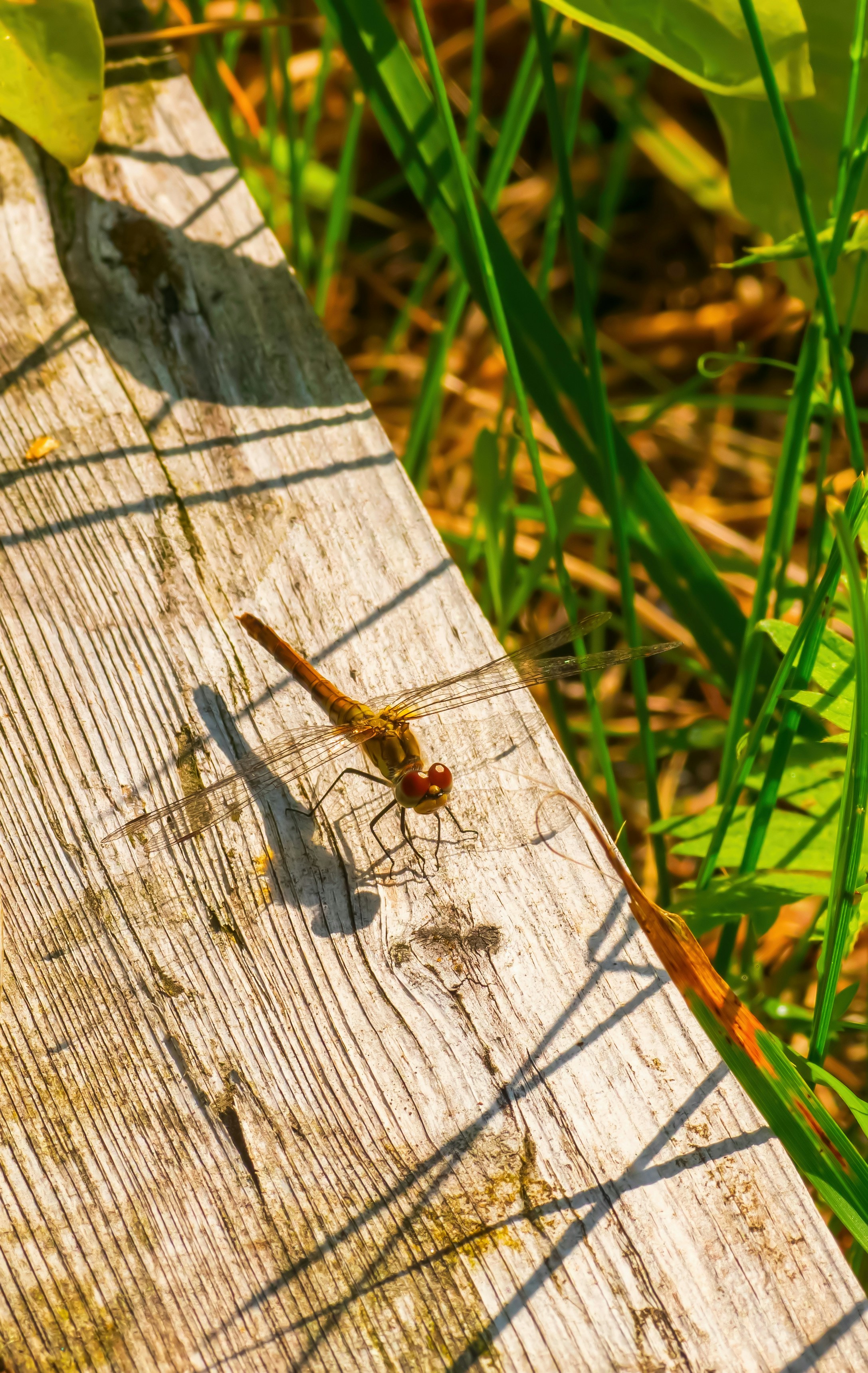 Crimson-eyed dragonfly on a sun-warmed weathered plank