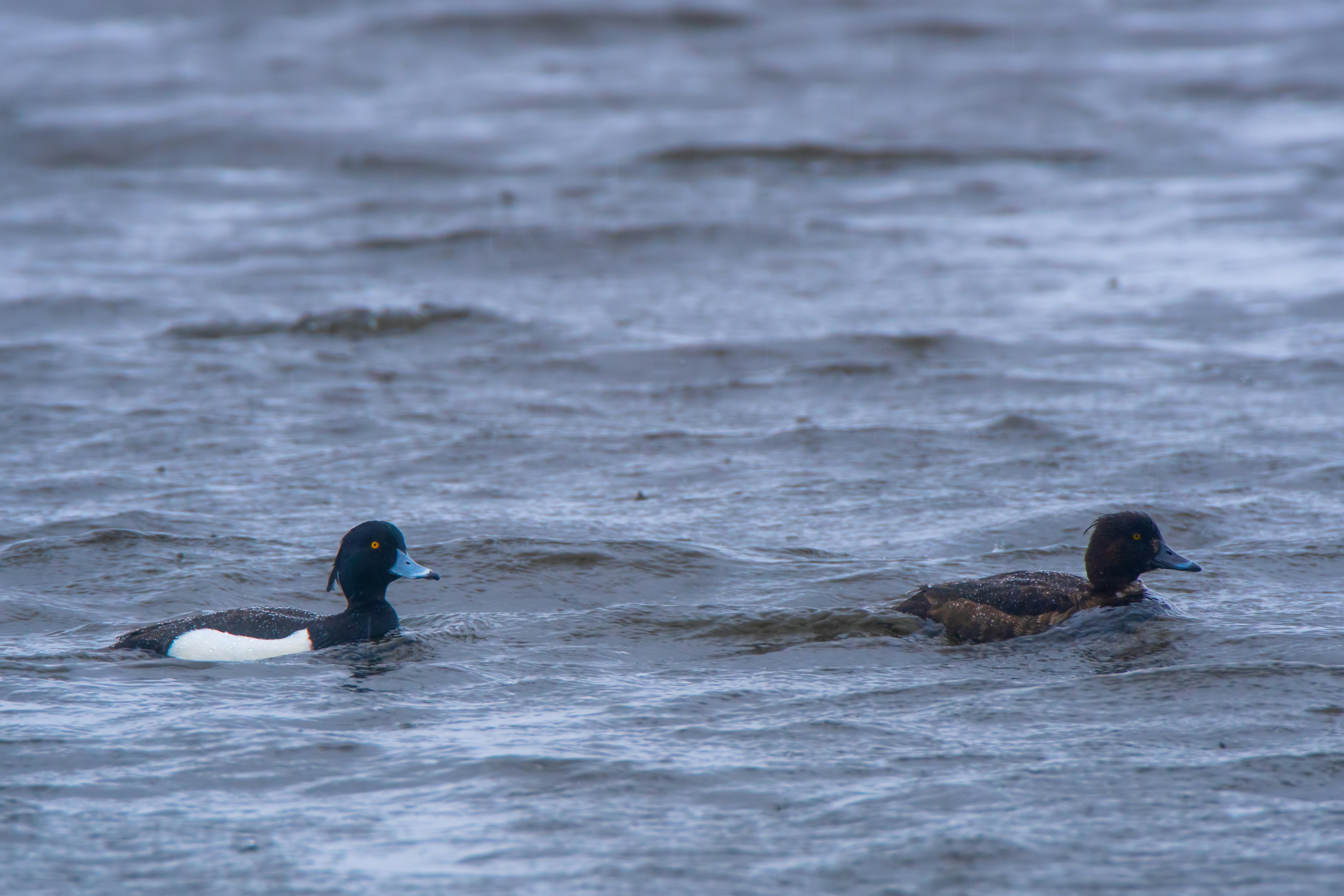 A couple of ducks floating on top of a body of water photo – Free ...