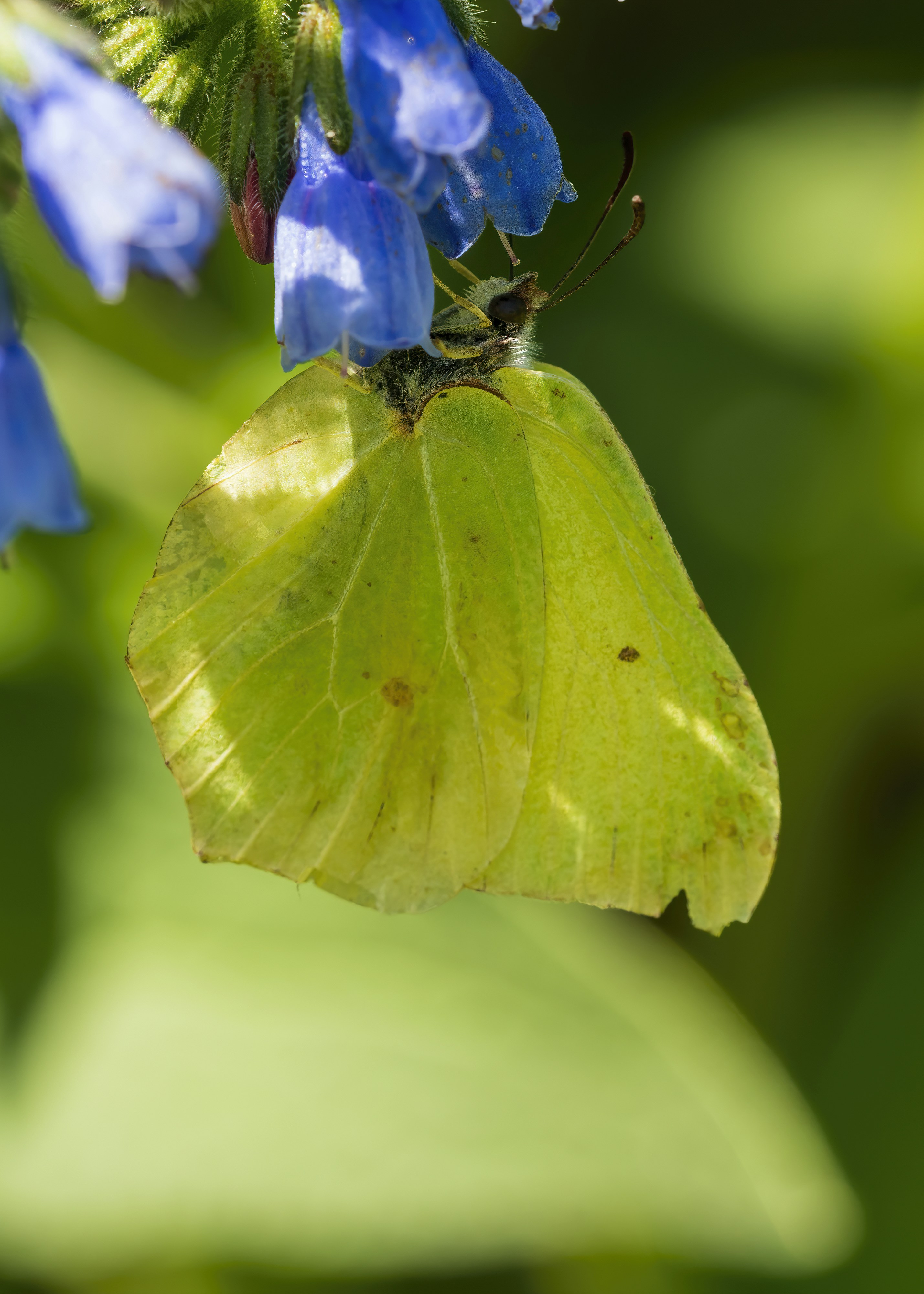 Lime-Winged Butterfly Nuzzling Indigo Delphiniums: A Quiet Macro Portrait