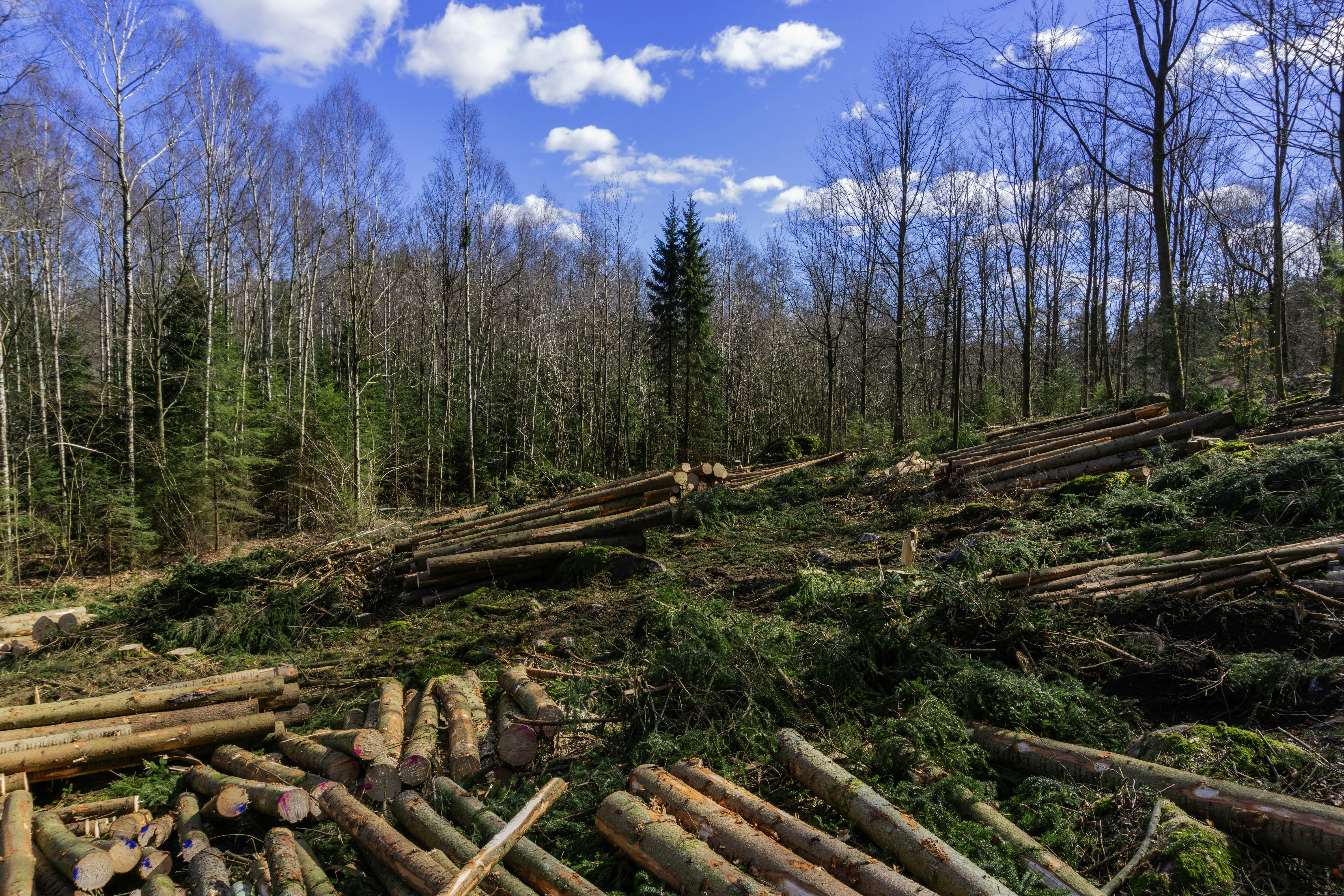 A forest filled with lots of cut down trees photo – Free Land Image on ...