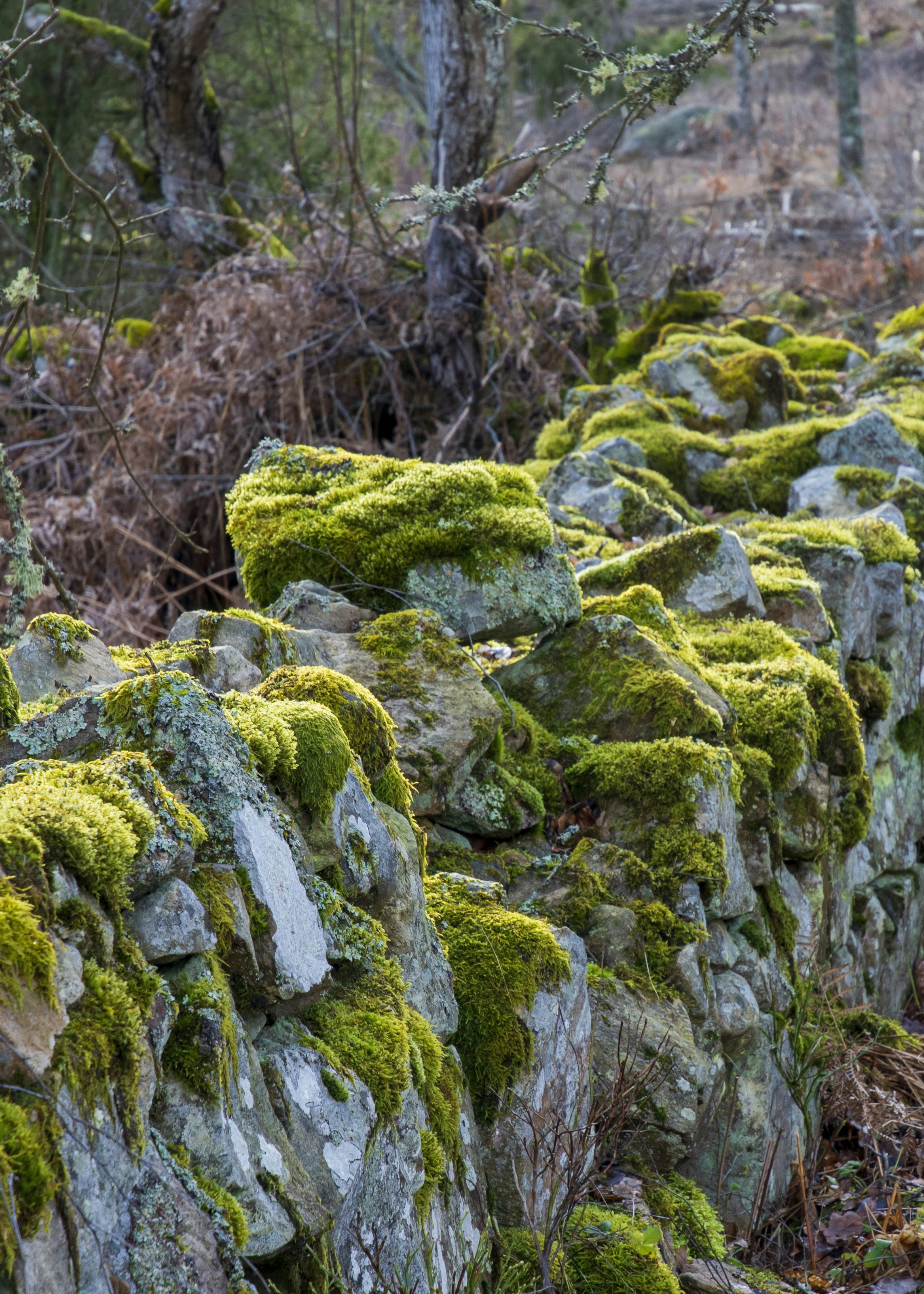 Photo by Ingemar Johnsson with Nikon D7200