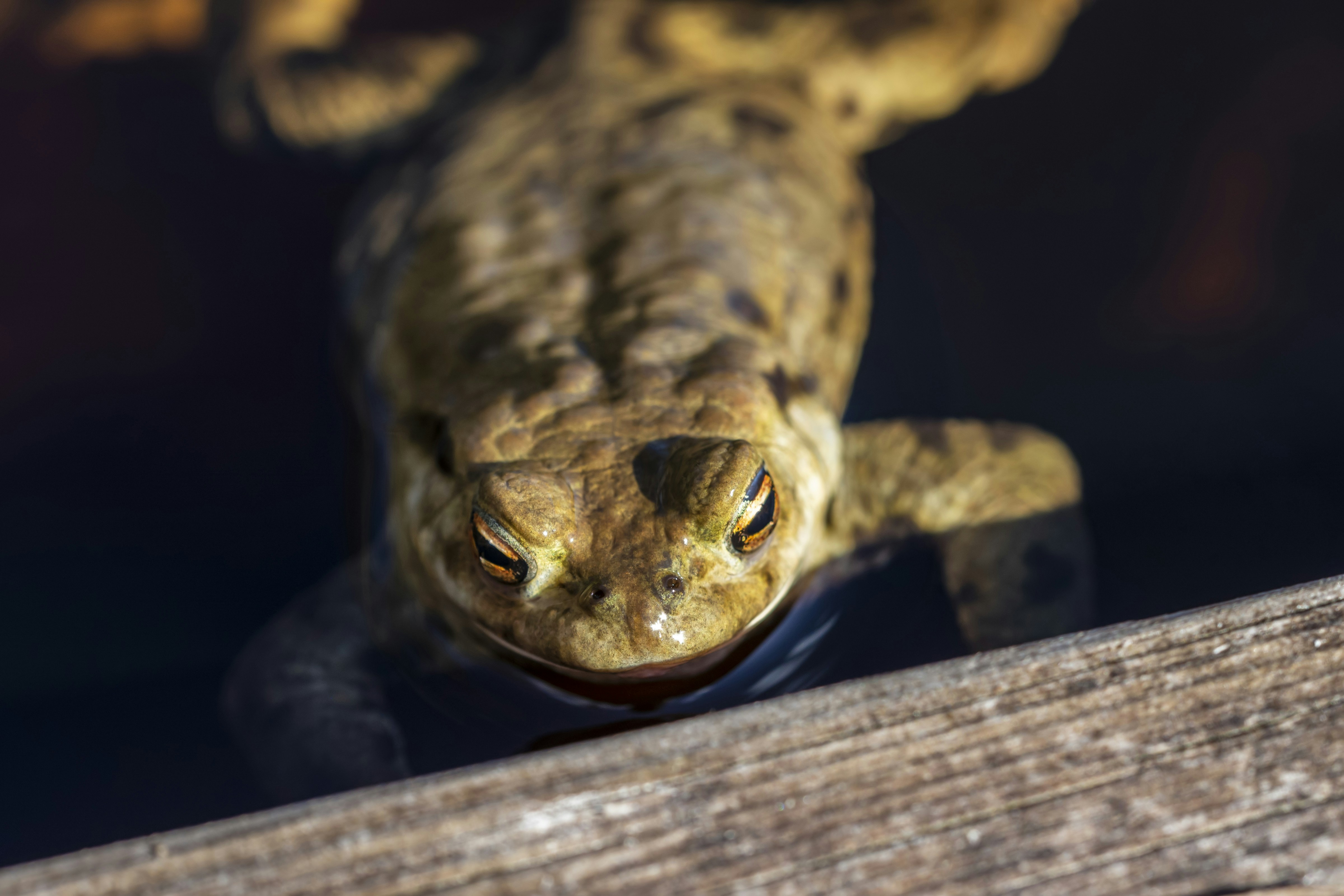 Amber-Eyed Toad Peering Through Weathered Boards
