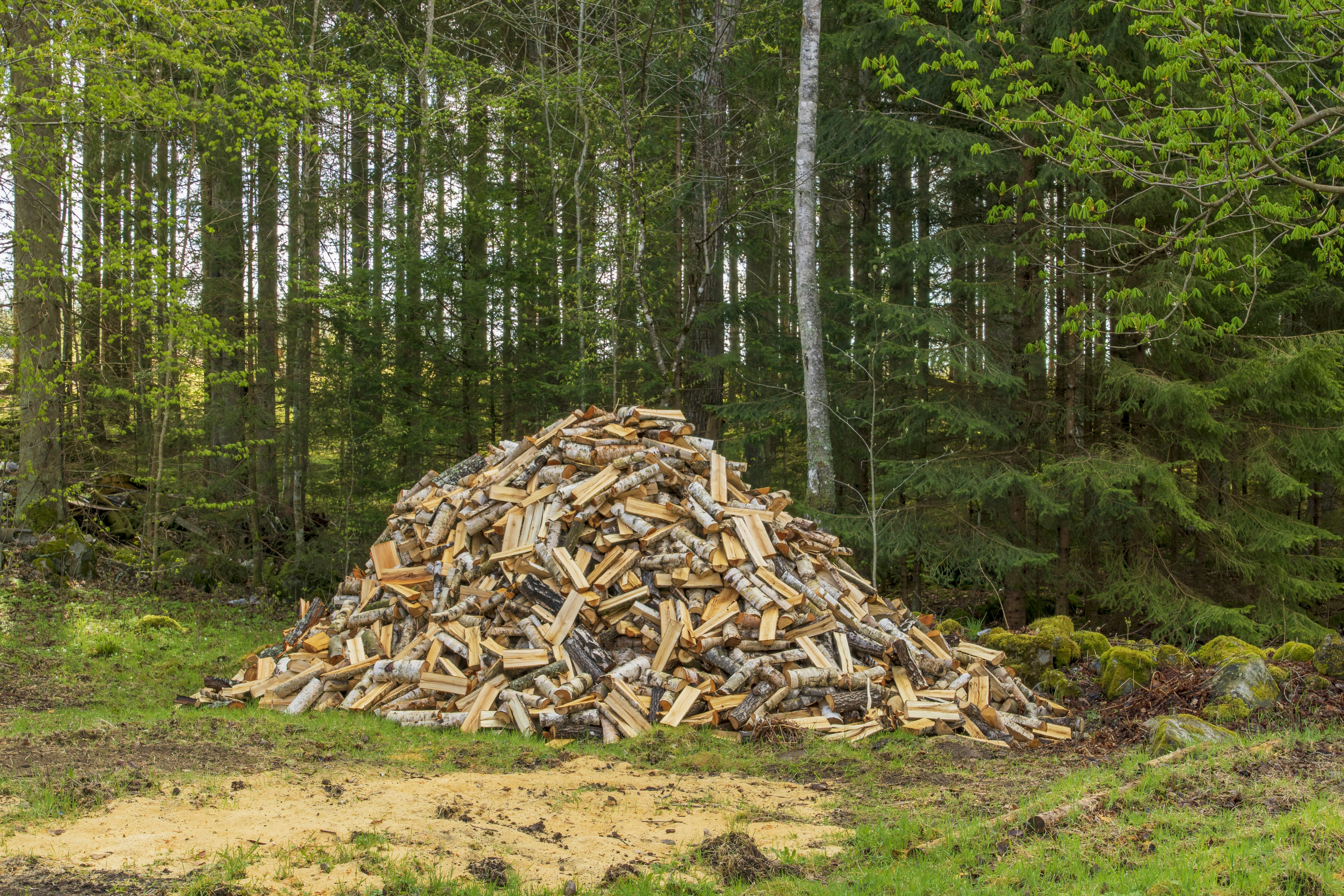 Un tas de bois assis au milieu d’une forêt photo – Photo Bois Gratuite ...