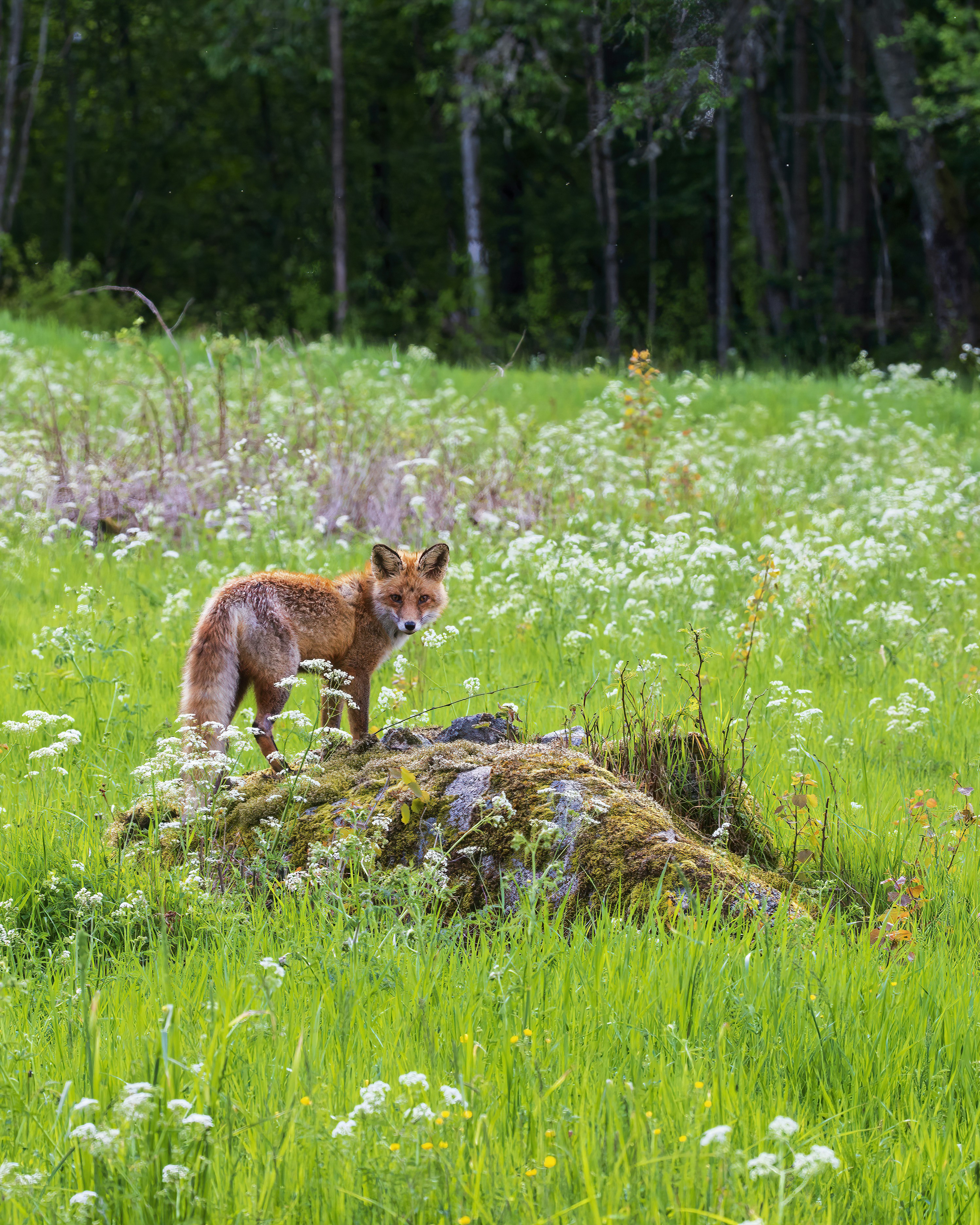 A small fox standing on top of a lush green field photo – Free Animal ...