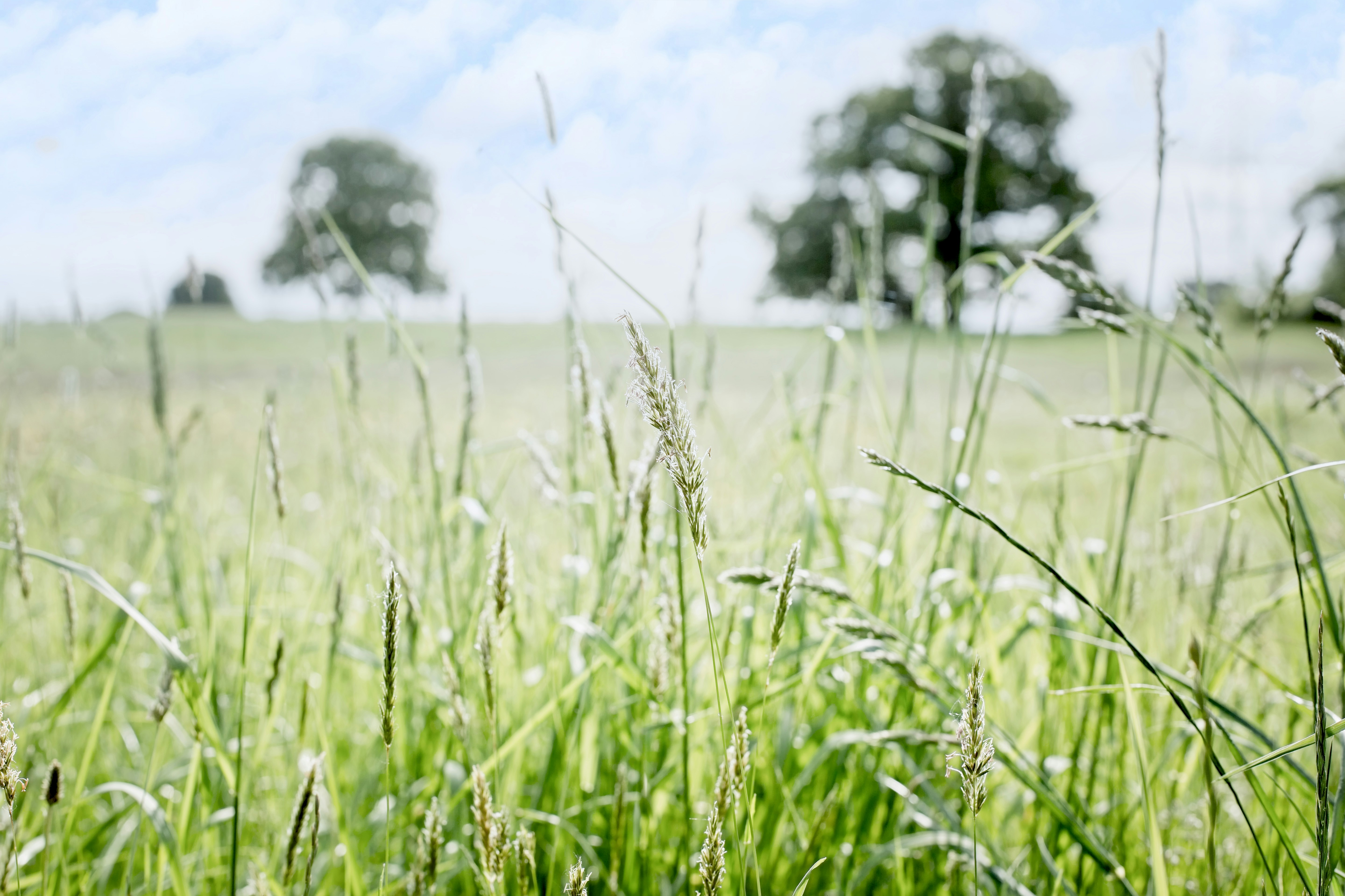 A grassy field with trees in the background photo – Free Grass Image on ...