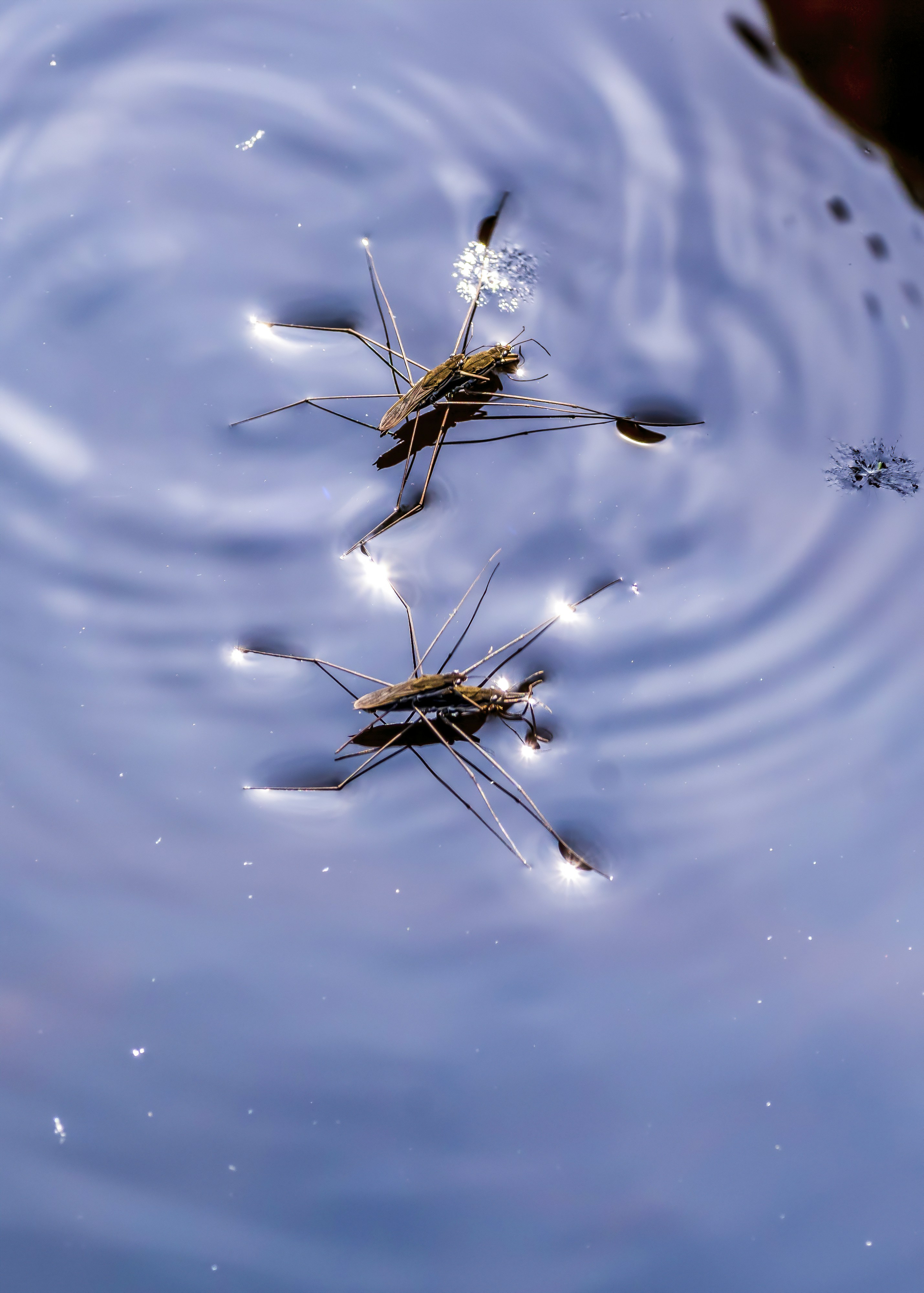A couple of bugs floating on top of a body of water photo – Free ...
