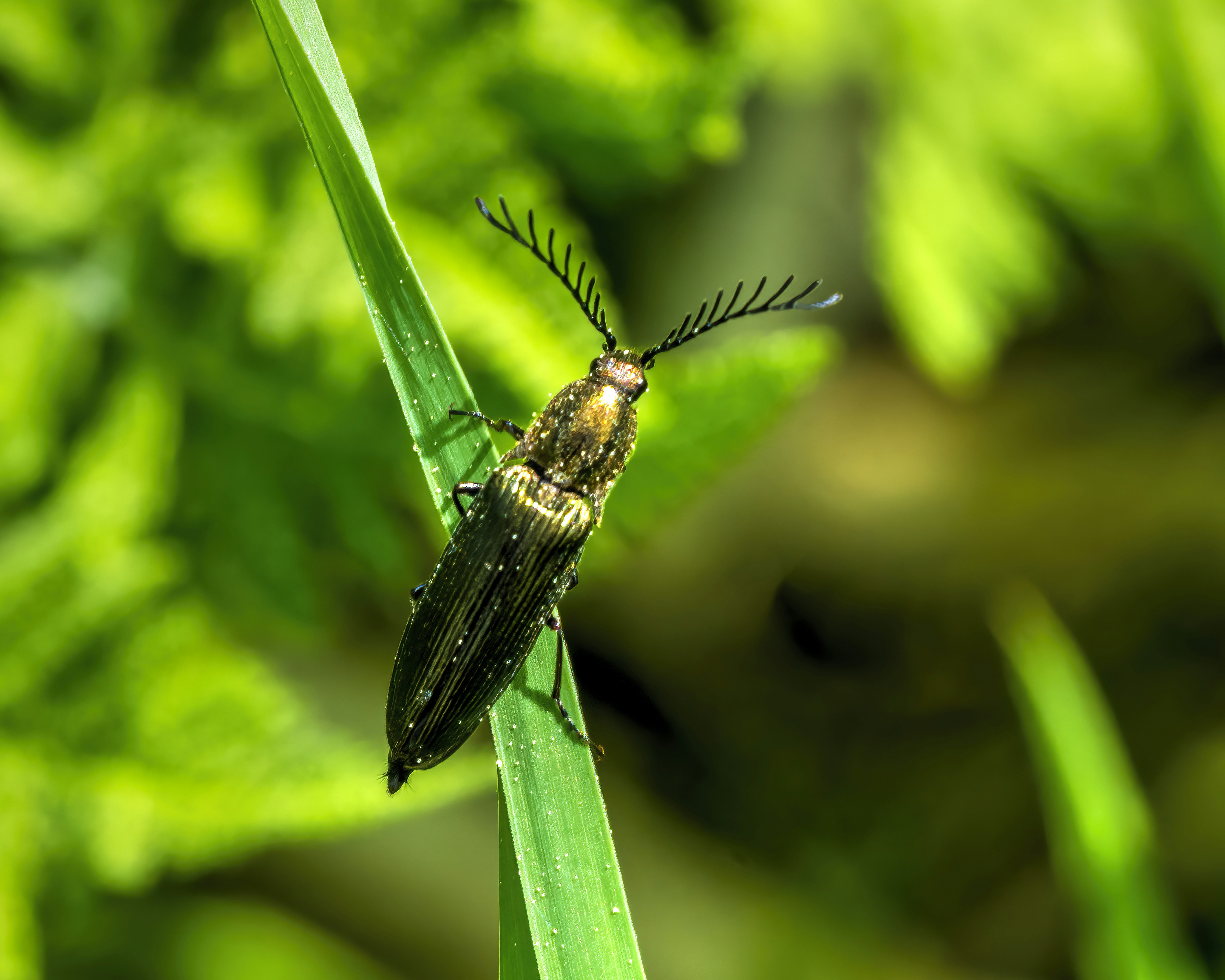 a close up of a bug on a leaf