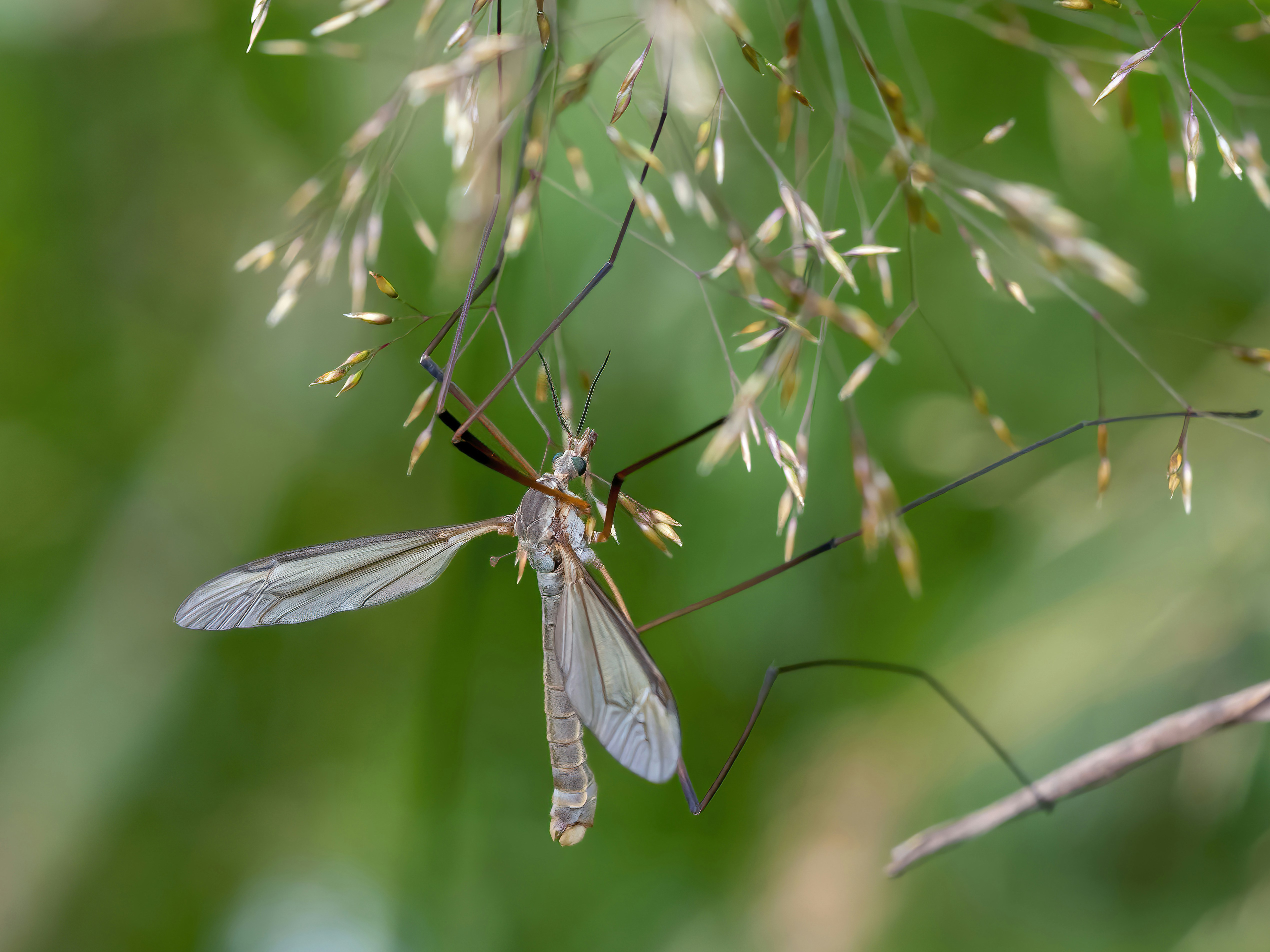 a small white insect sitting on top of a plant