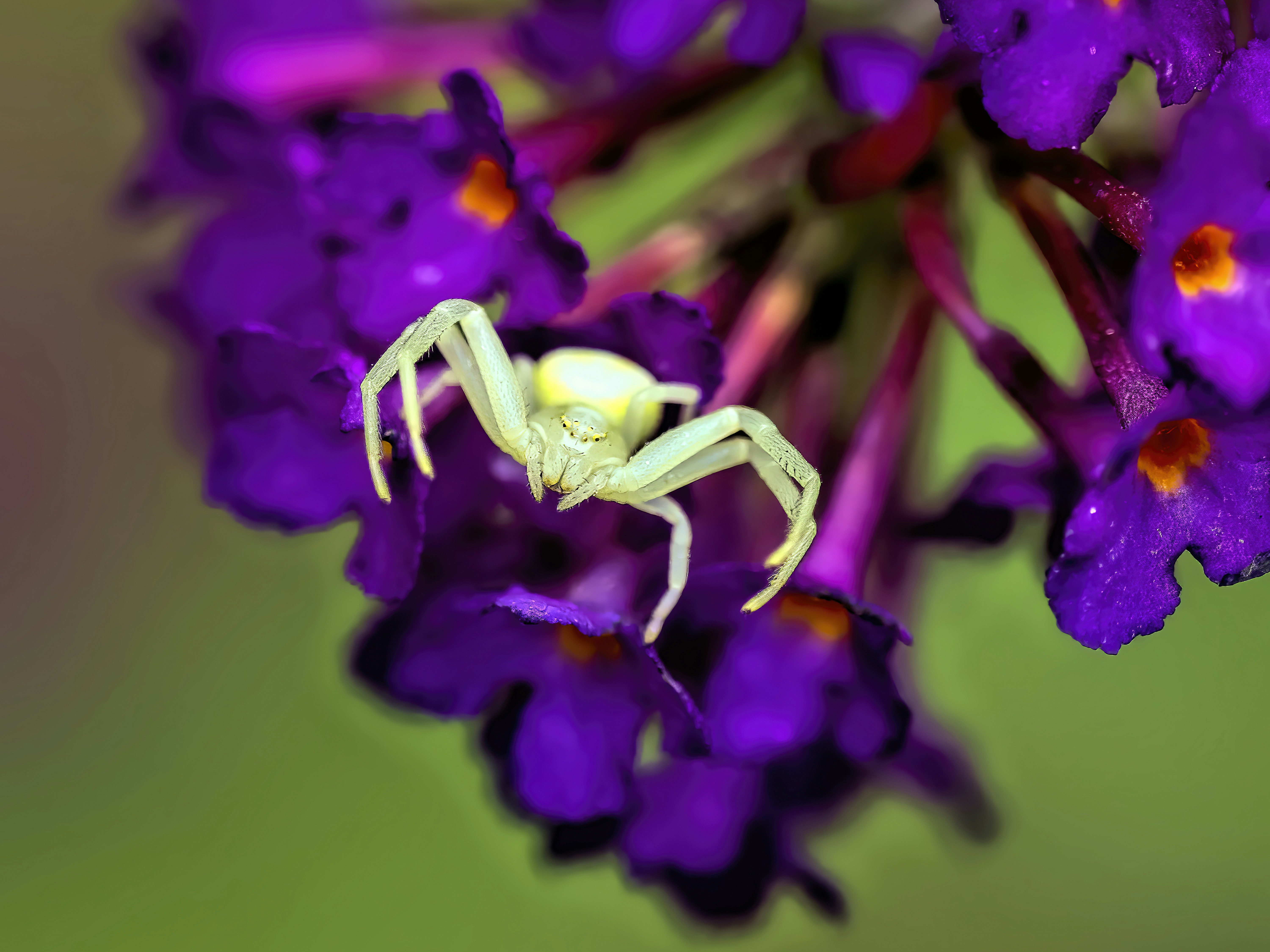 Silent Hunter on Violet Lantana: Macro Portrait of a Pale Crab Spider