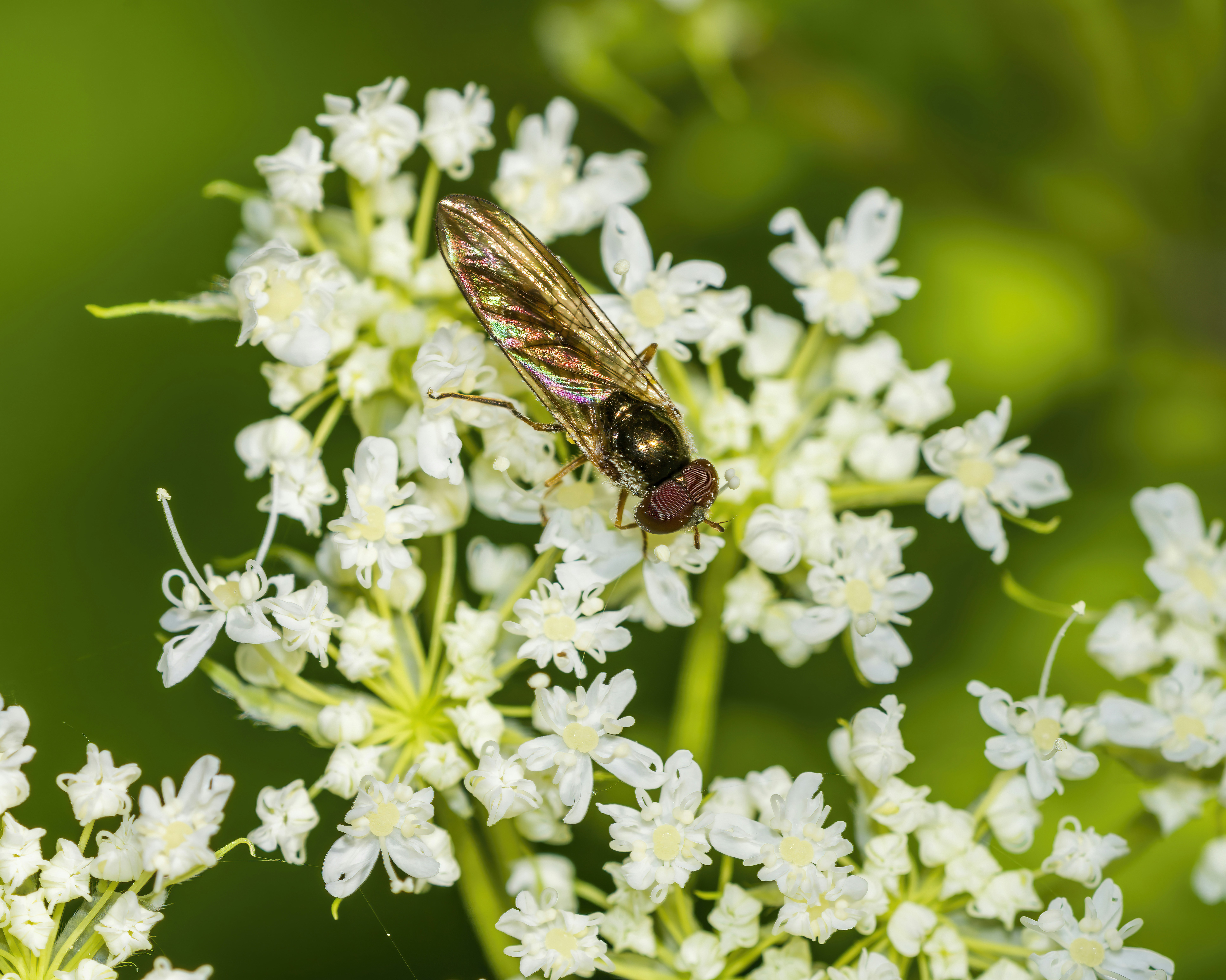 Bronzed Wasp on Queen Anne’s Lace: Crisp Macro Moment