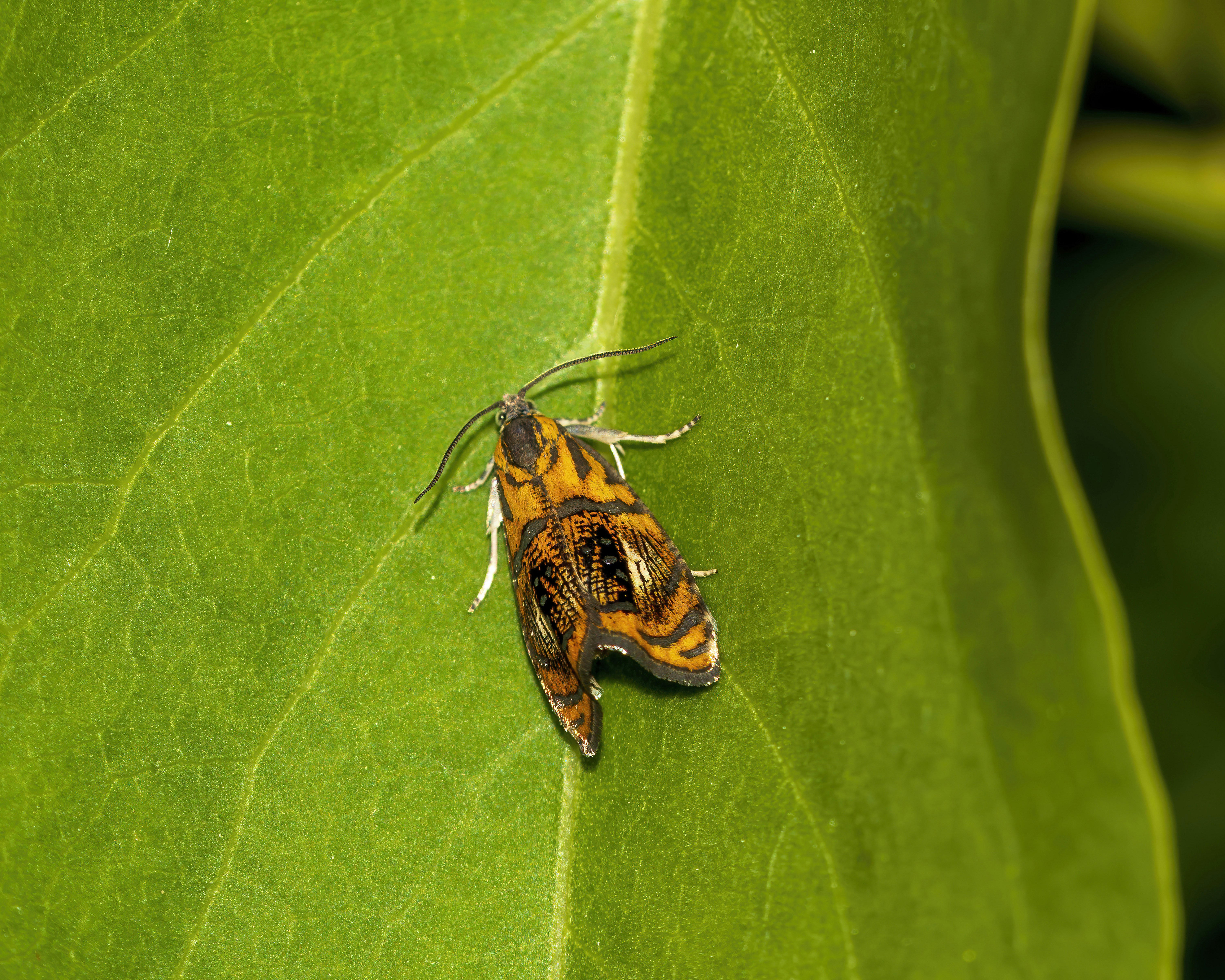 a close up of a bug on a green leaf