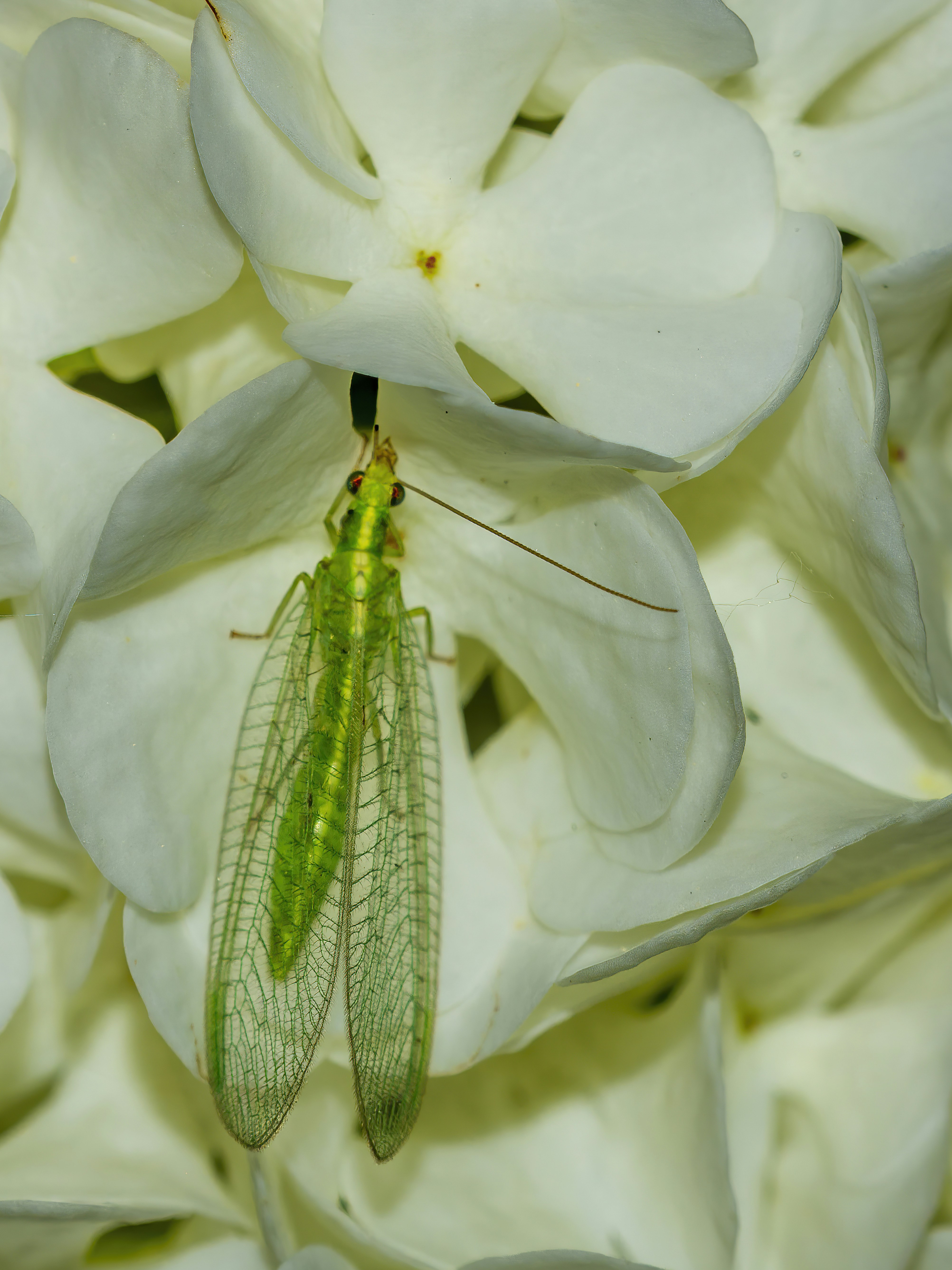 Photo by Ingemar Johnsson with Nikon D7200