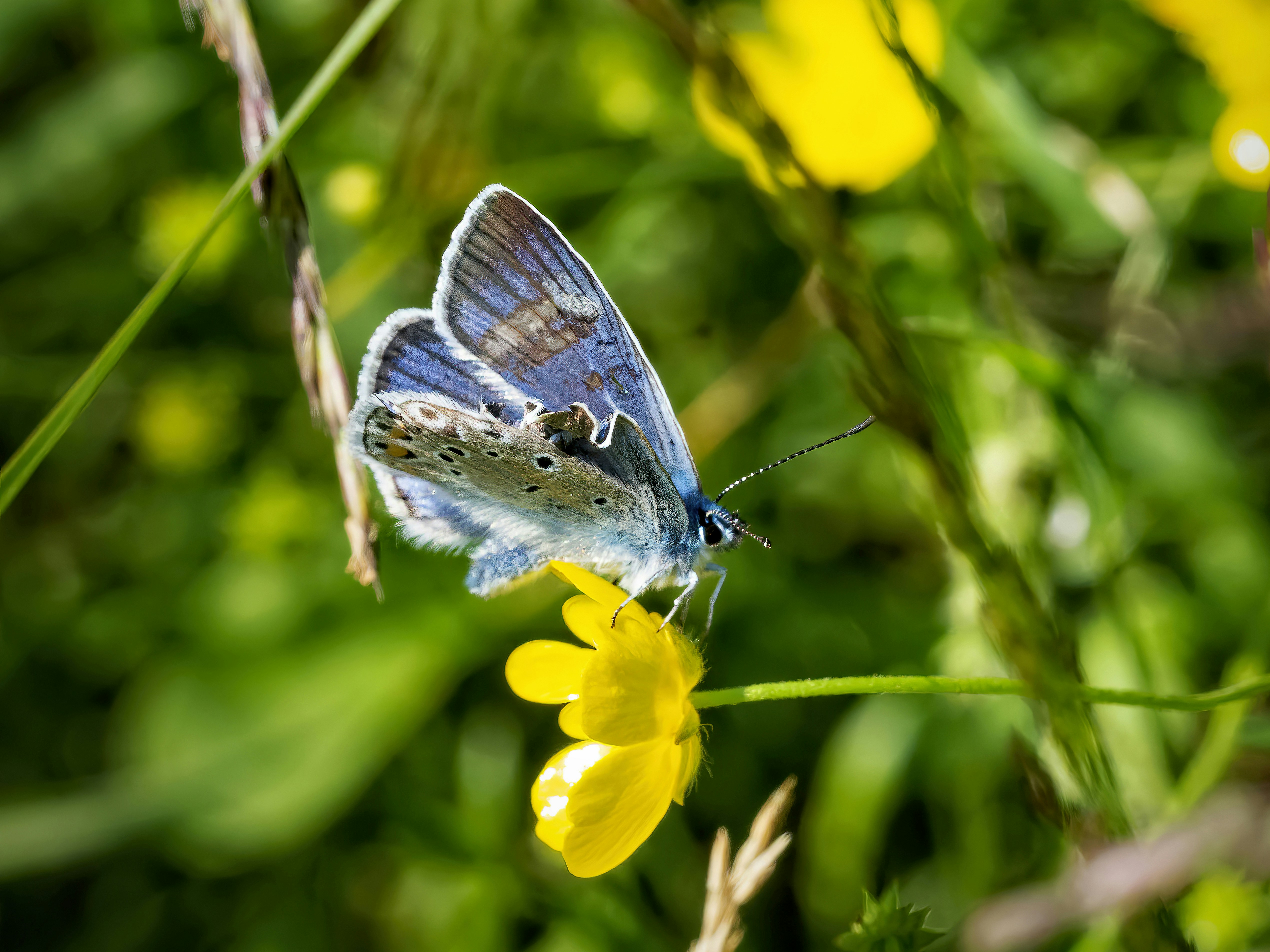 Photo by Ingemar Johnsson with Nikon D7200