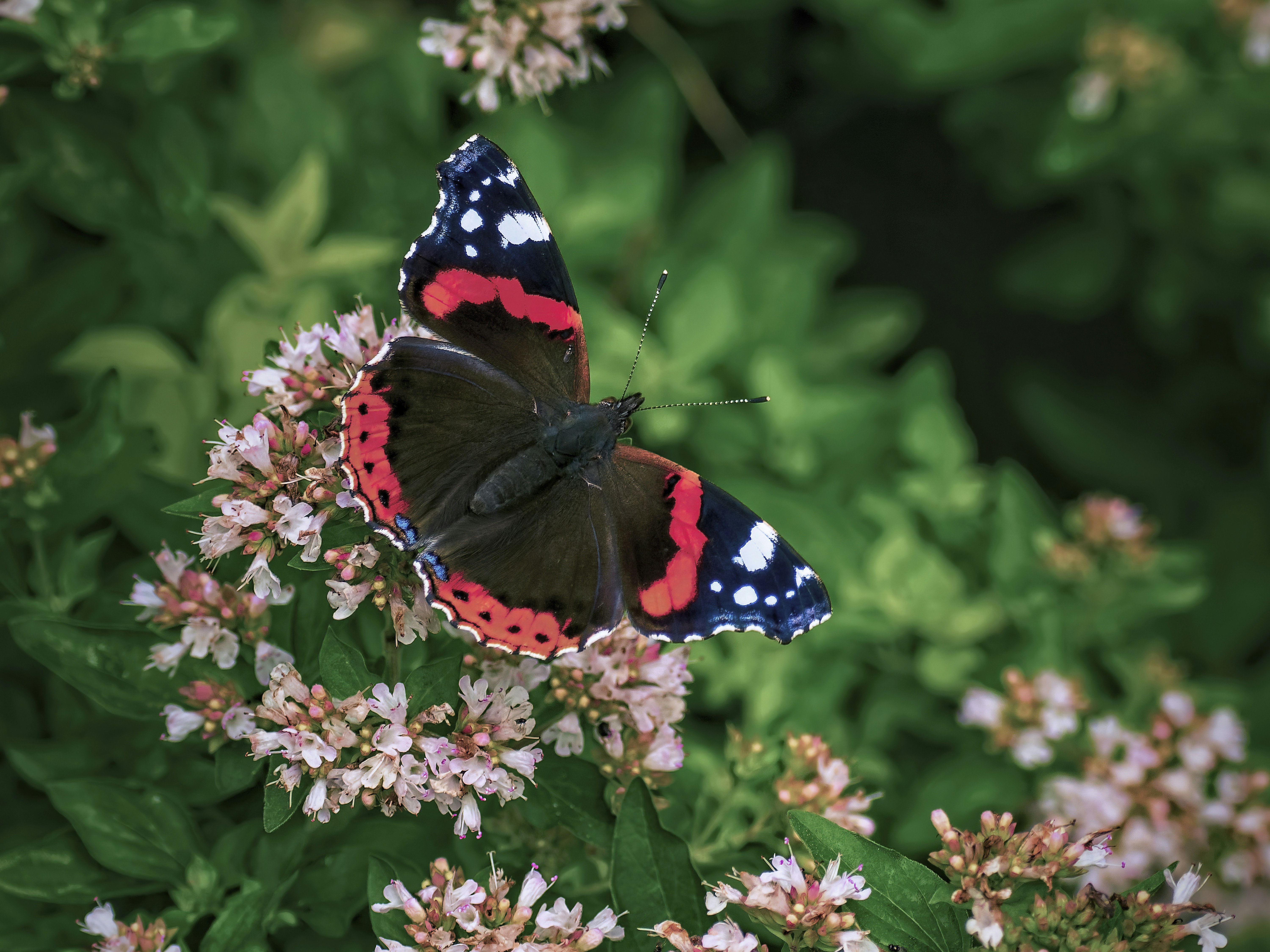 Photo by Ingemar Johnsson with Sony Alpha 77 II