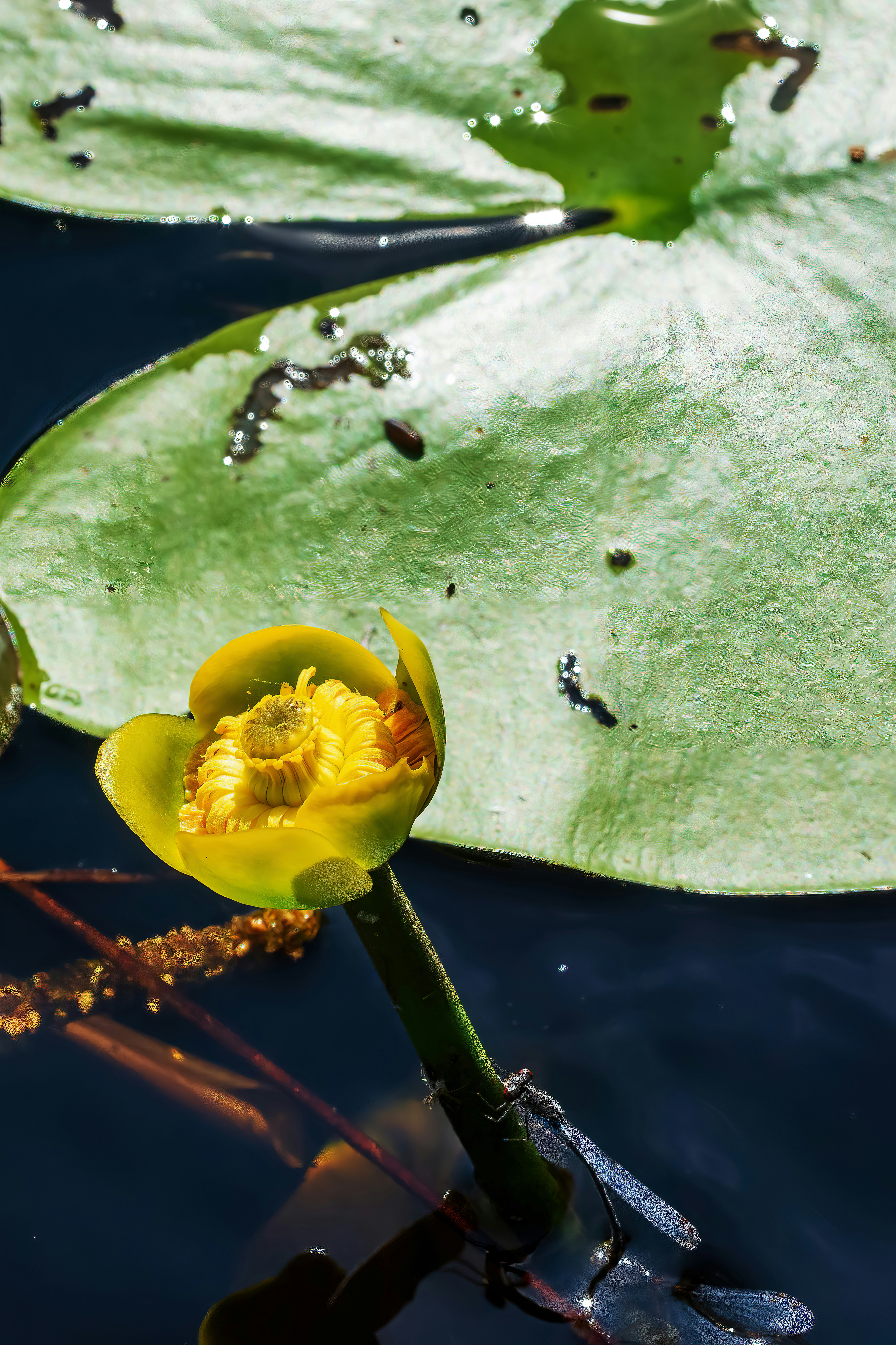 Sunlit Yellow Water Lily Bud Emerges from a Quiet Pond