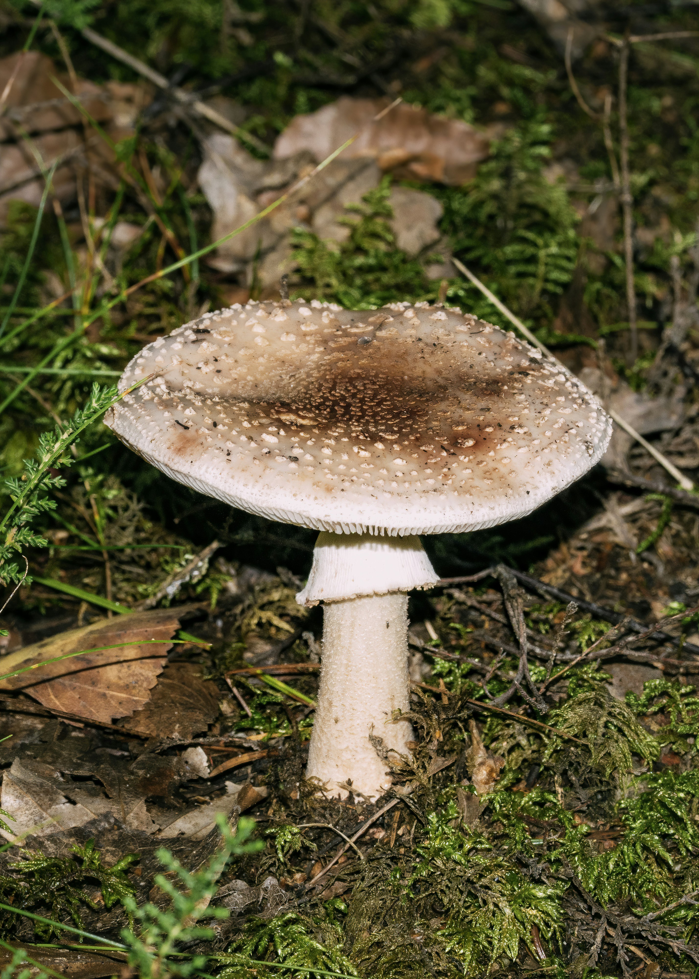 a mushroom sitting on the ground in the grass