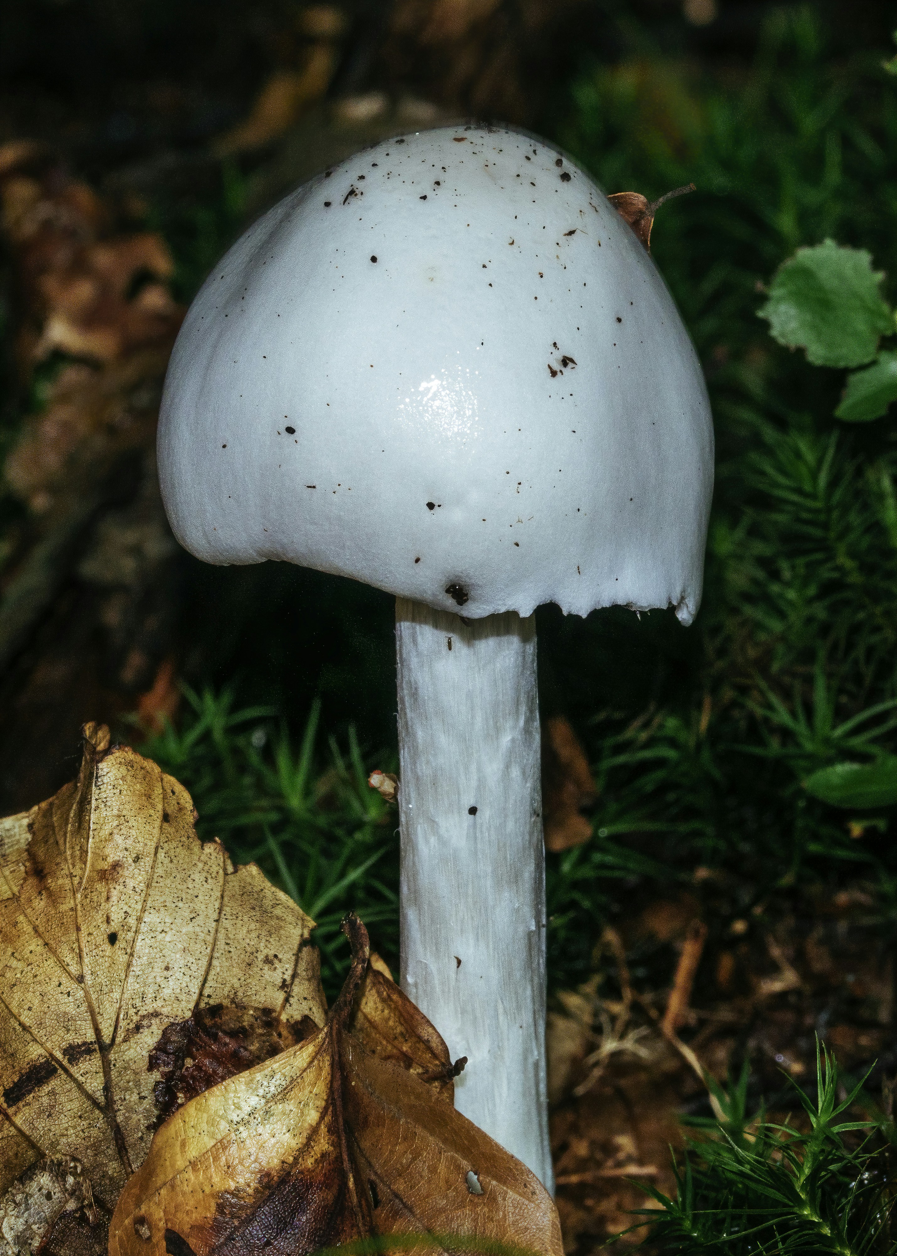 a close up of a mushroom on the ground