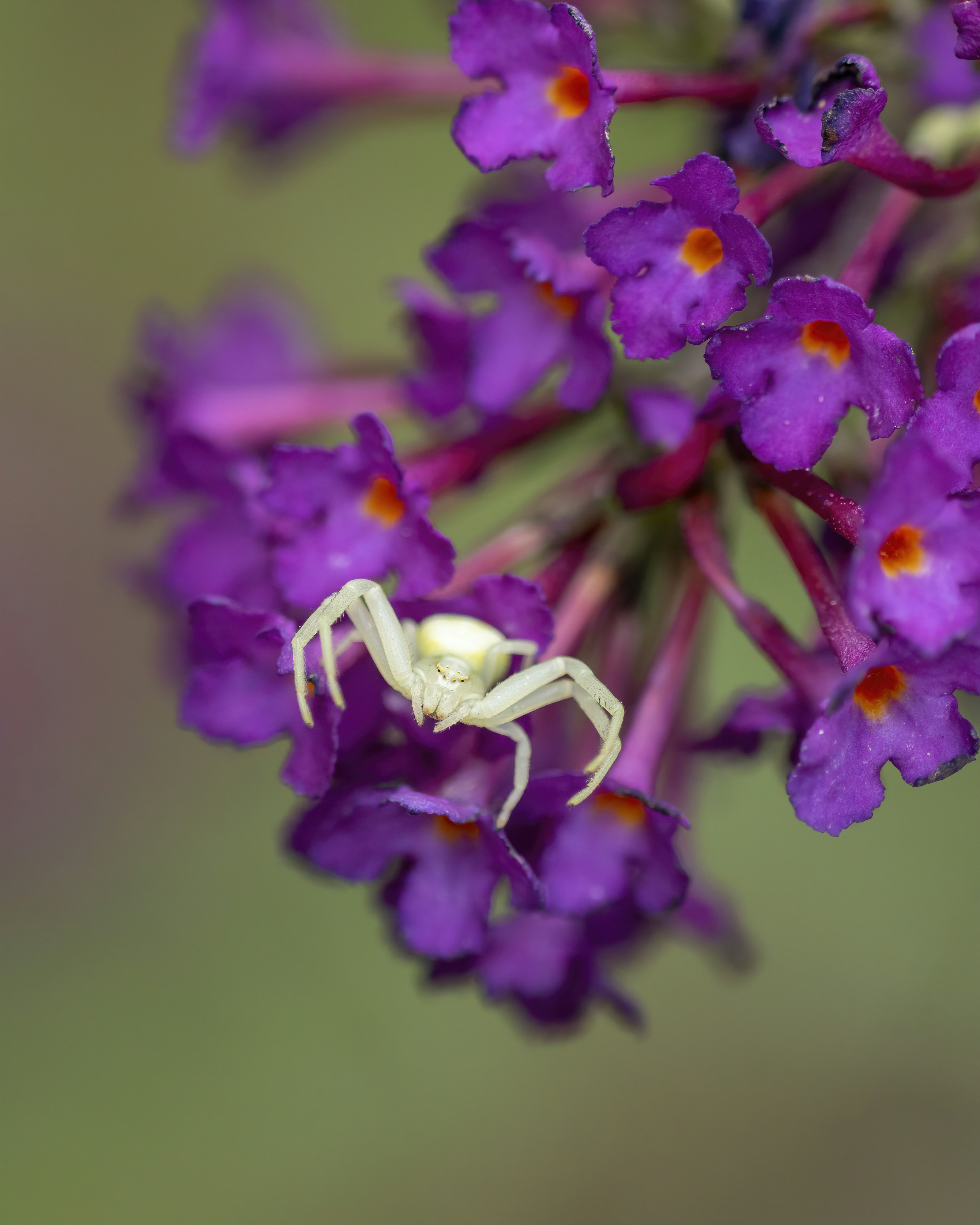 Crimson Bloom Chorus: A Pale Craborbit Amid Violet Clusters