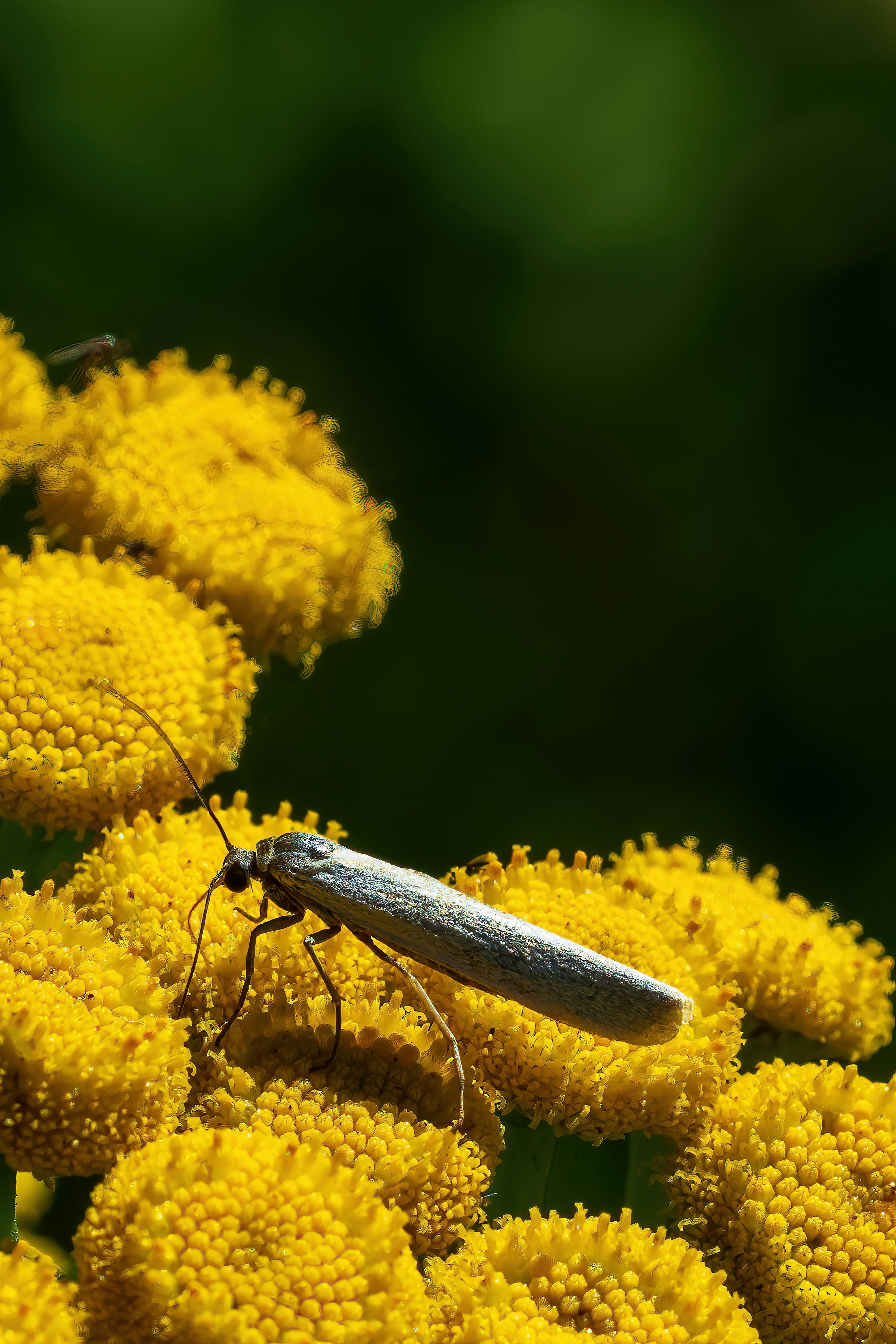 a bug is sitting on a yellow flower