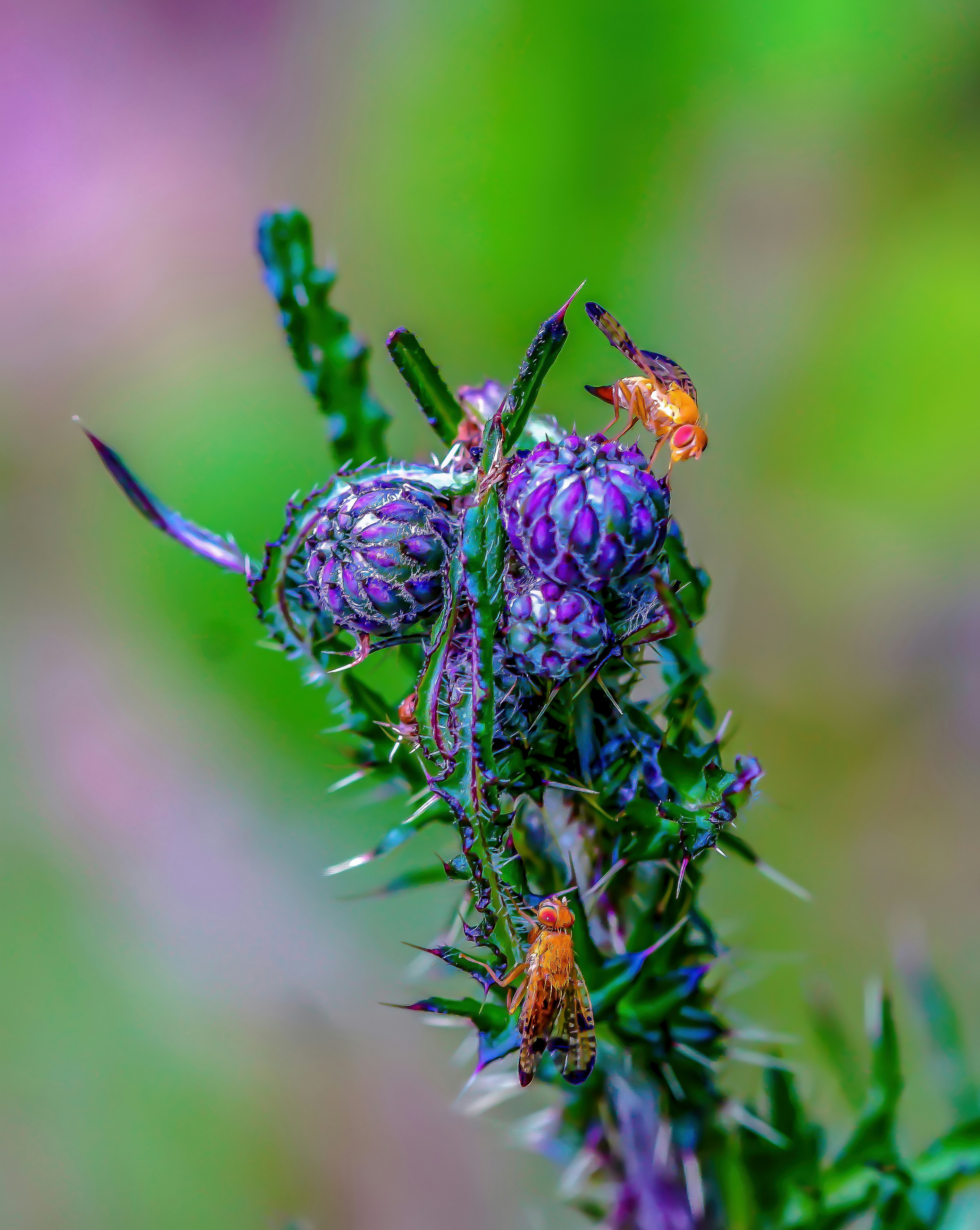 Thistle Crown: Purple Spikes and Orange Visitors