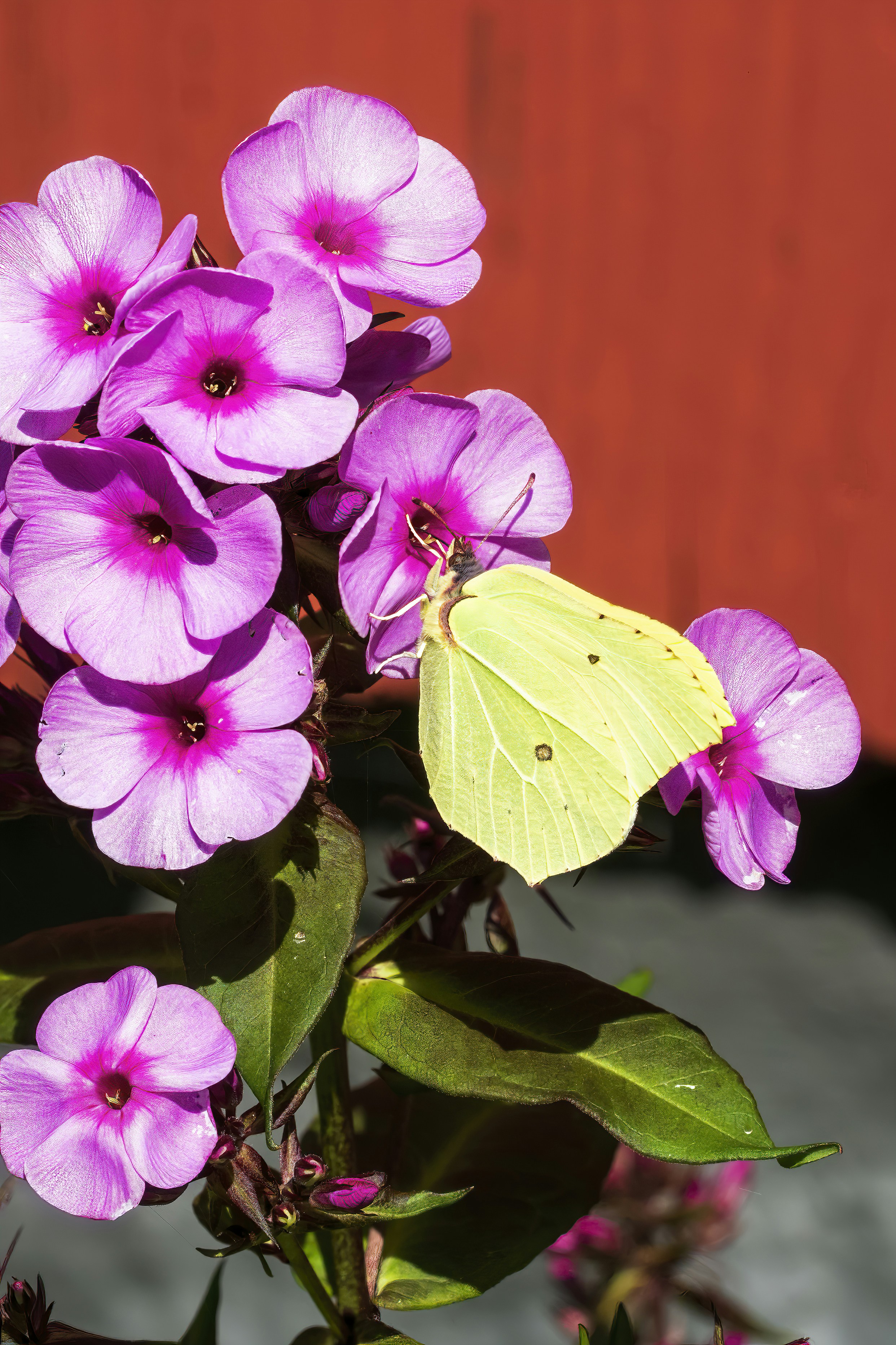 Pink Petals and Pale Wings: A Quiet Insect Moment on a Sunlit Bloom