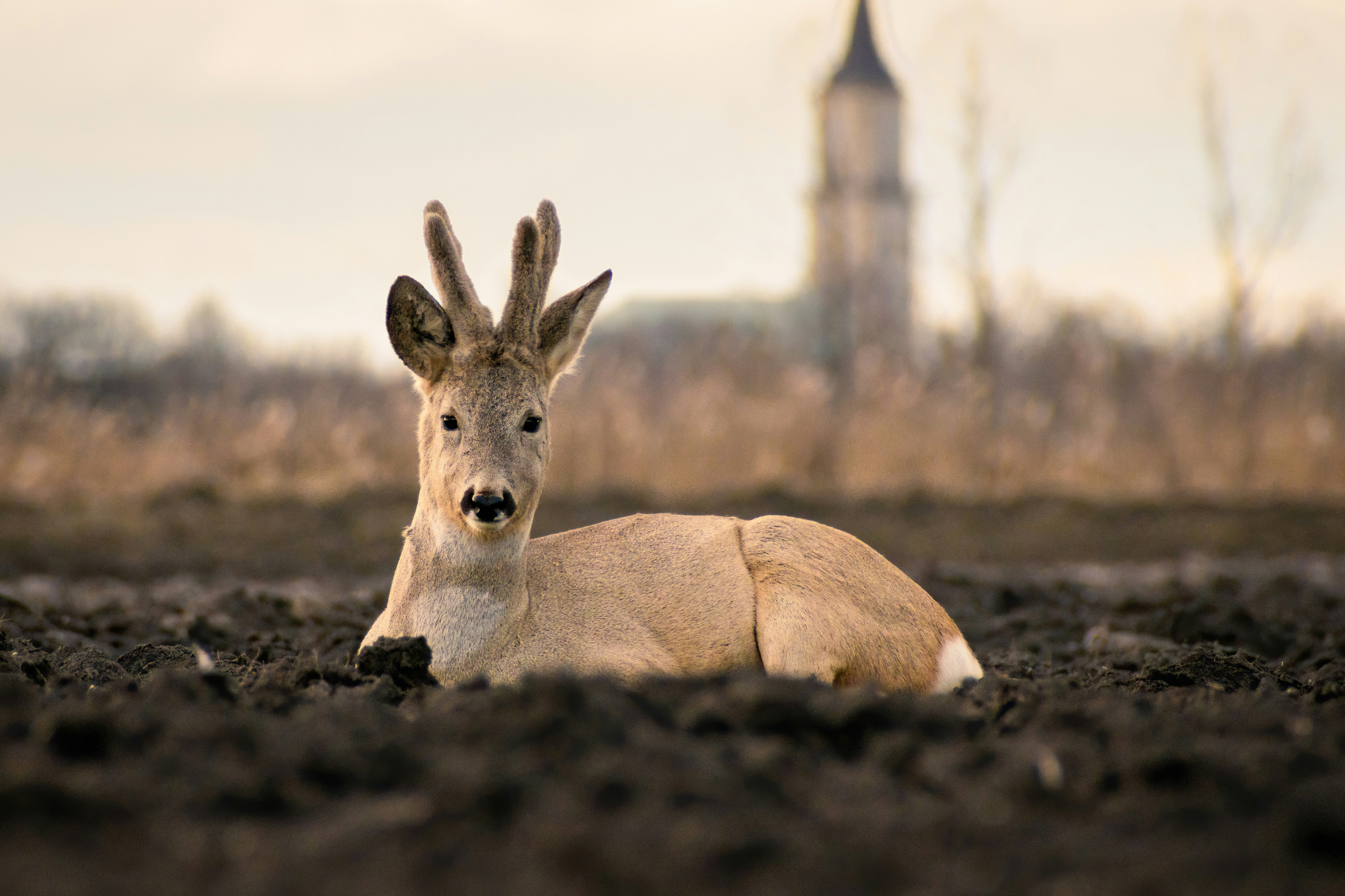 Low Sunlit Stag Resting in Mud with Distant Tower Silhouette
