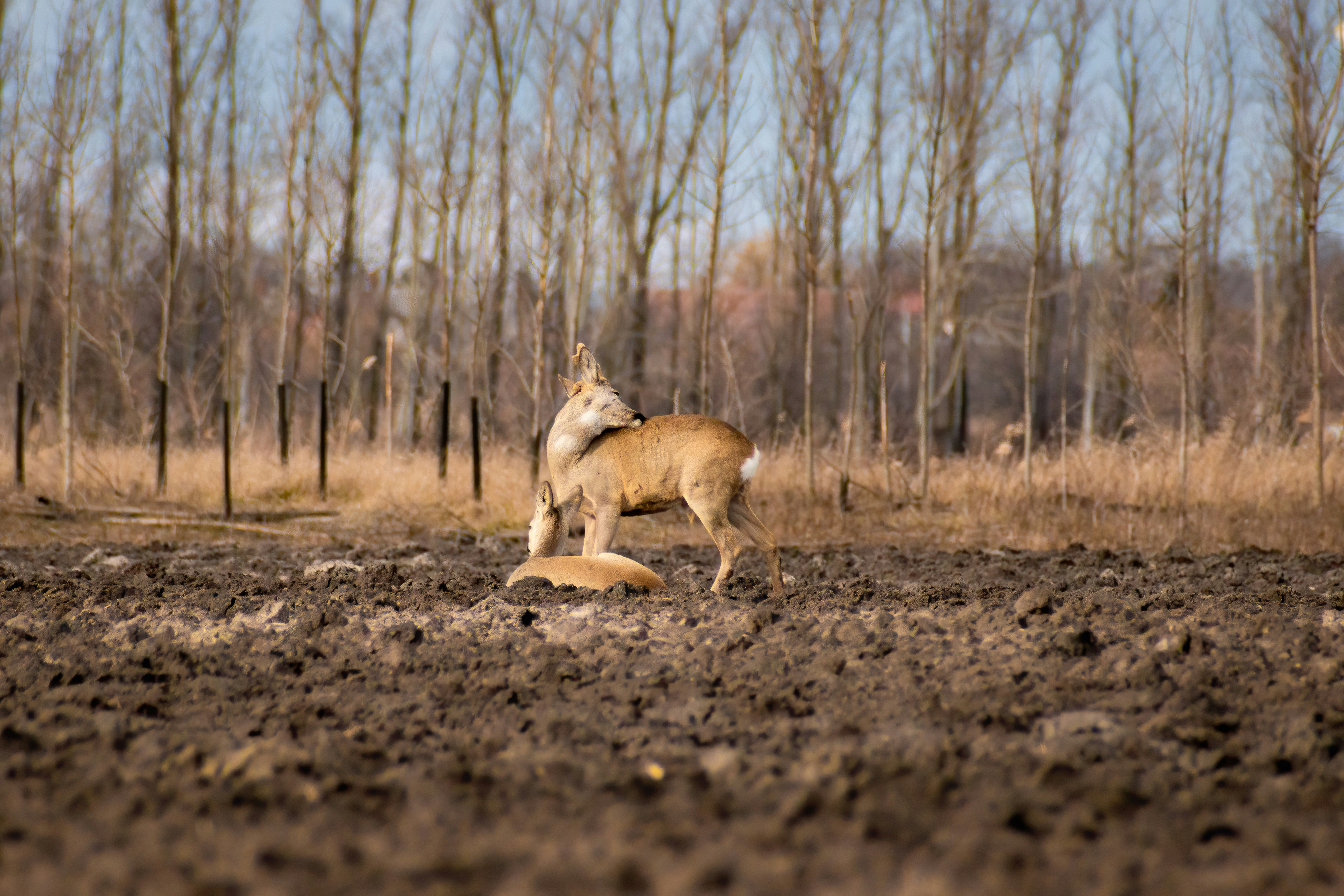 Mudfield Moment: A Light-Brown Dog Stands Over a Resting Mate in a Bare Winter Field
