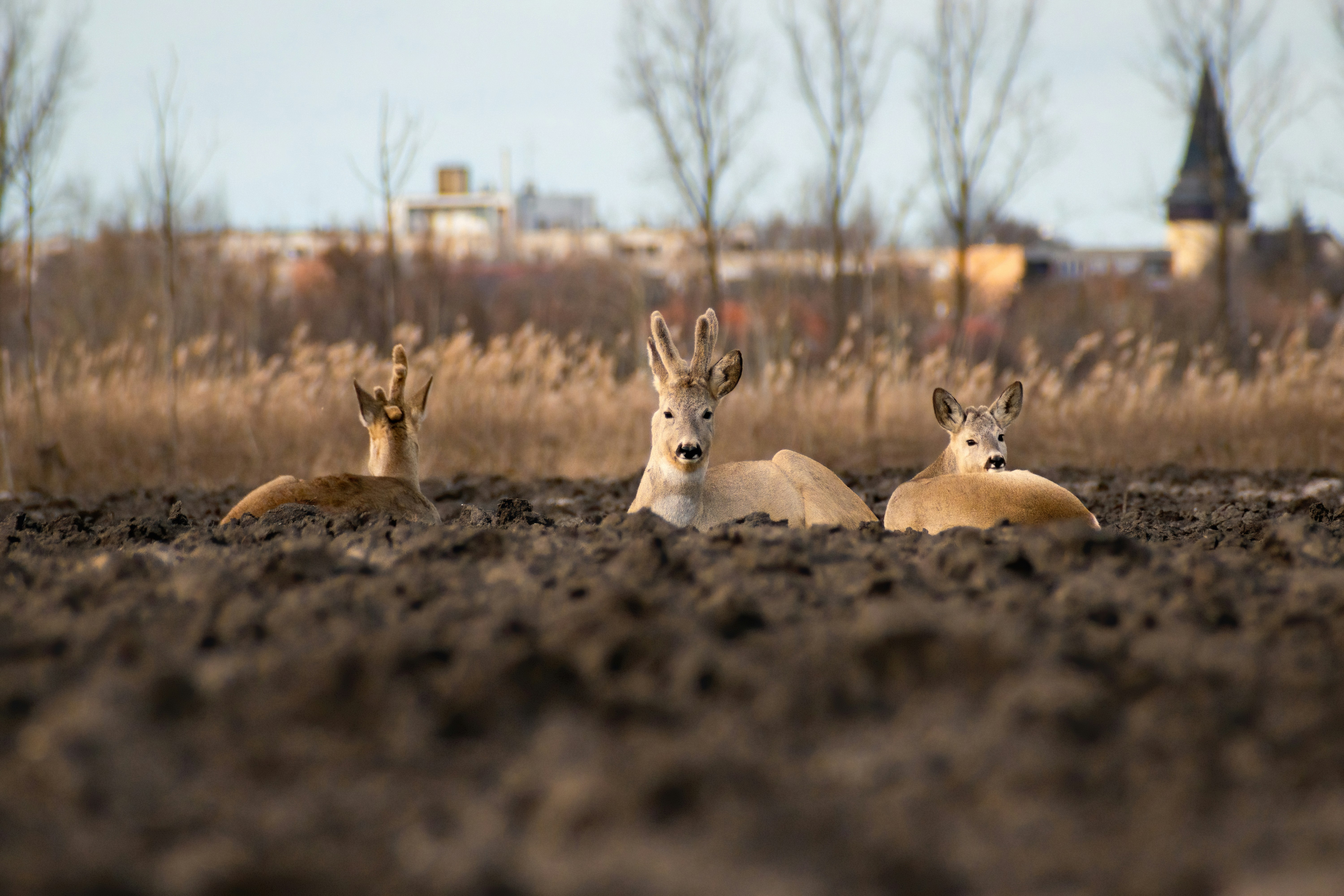 a group of deer laying down in a field